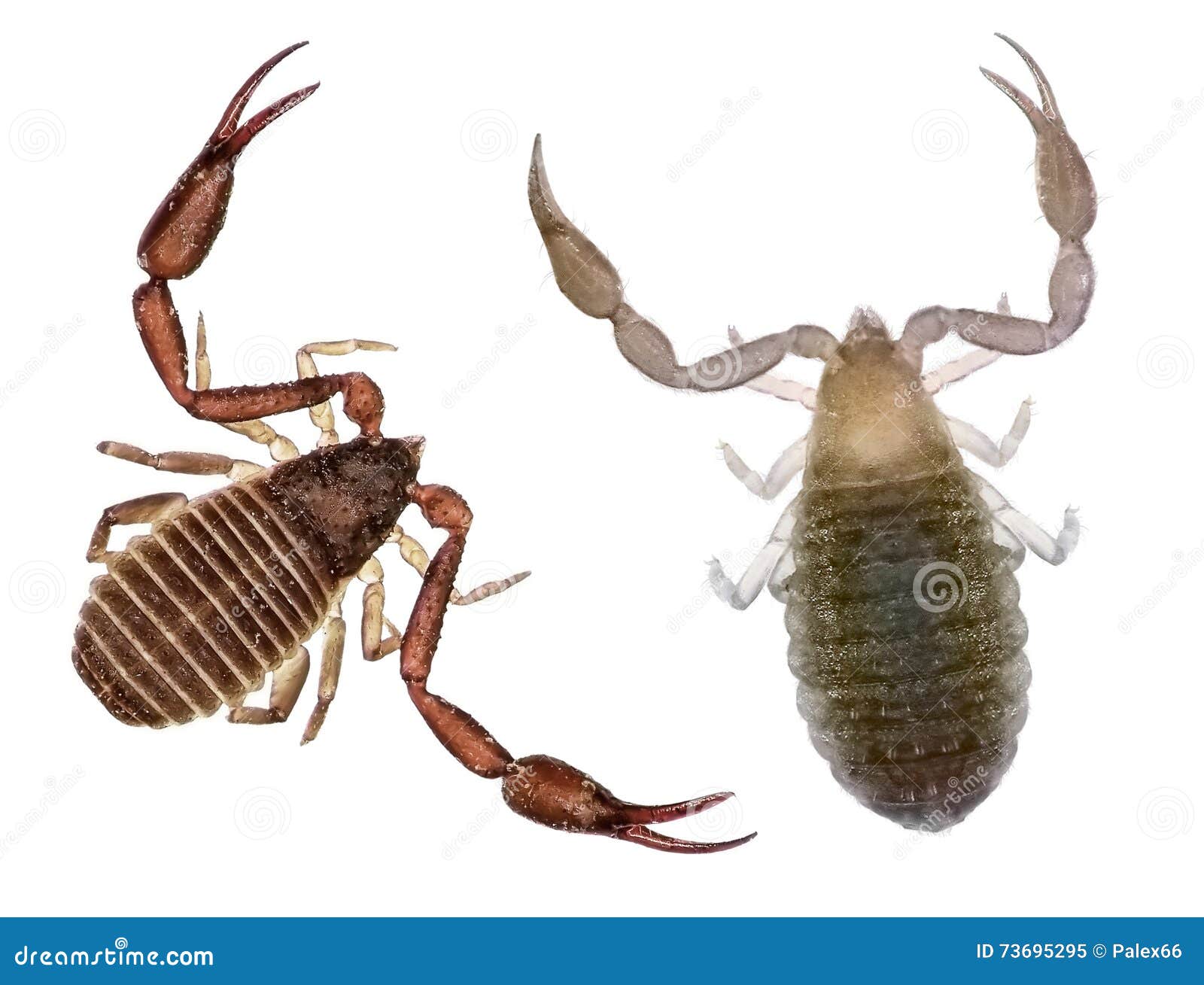 Pseudoscorpions Isolated on White Stock Image - Image of dangerous ...