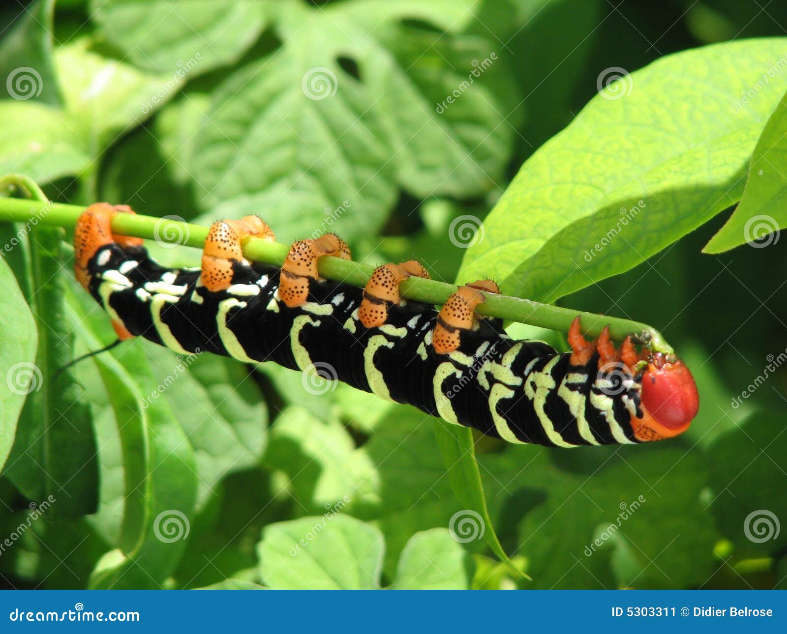 Pseudosphinx tetrio stock image. Image of tetrio, fauna - 5303311