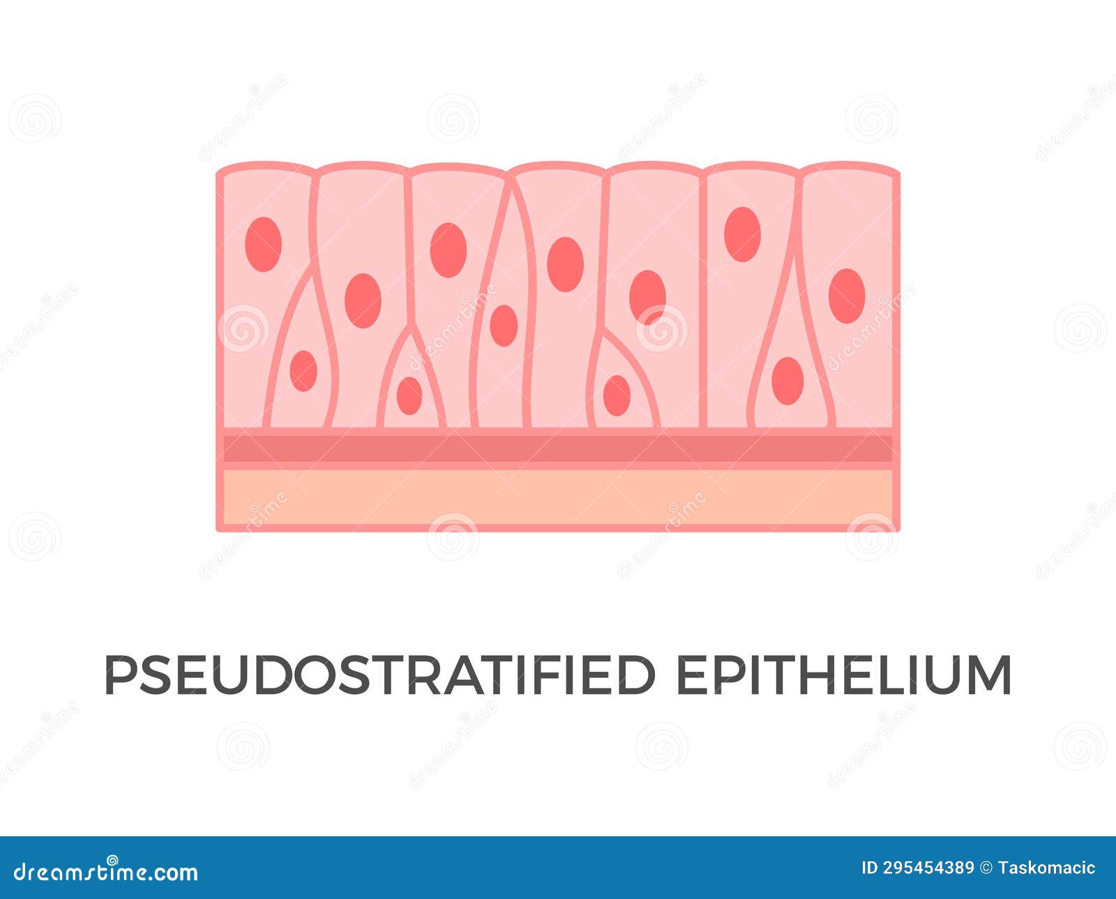 Pseudostratified Epithelium. Epithelial Tissue Types. Cartoon Vector ...