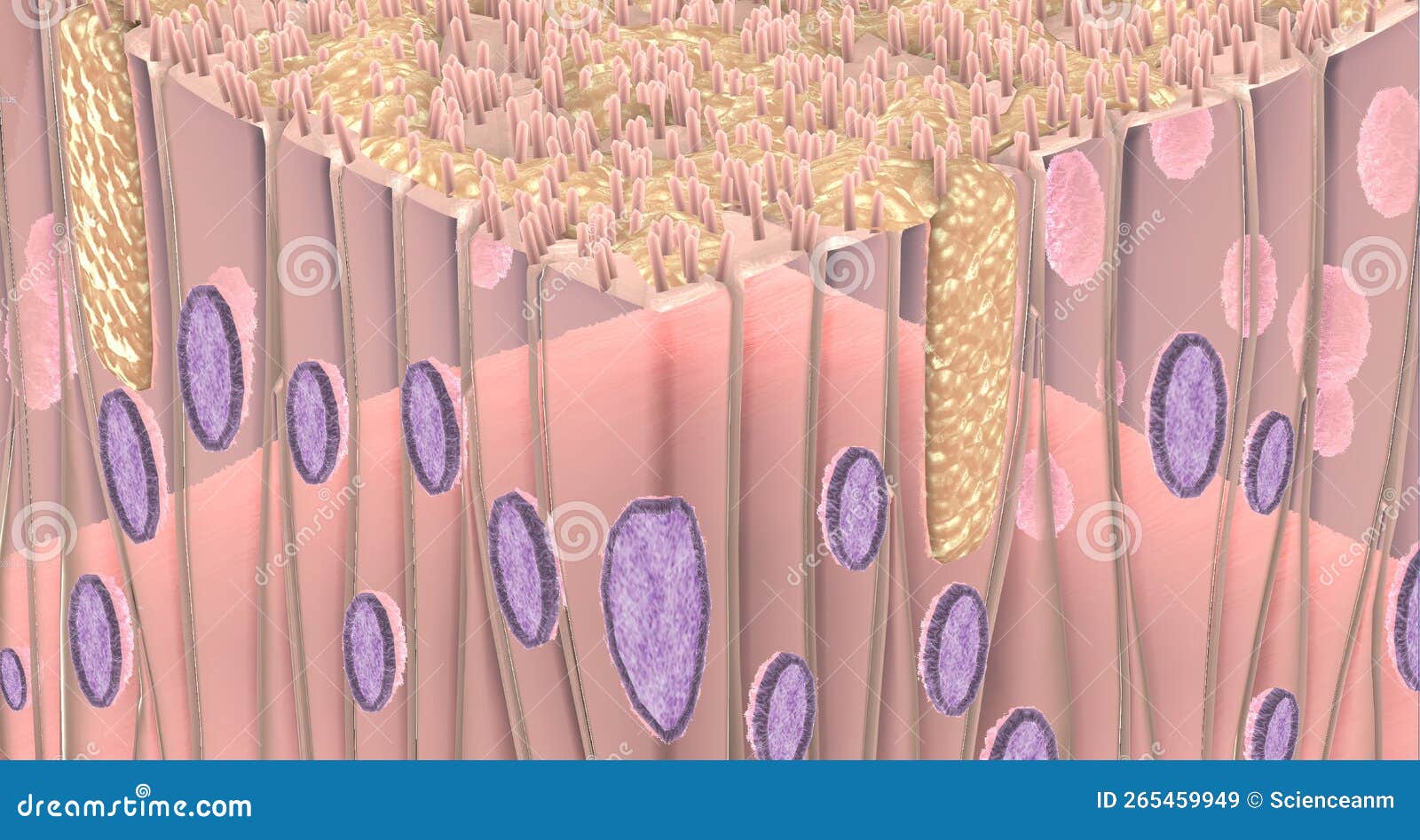 A Pseudostratified Epithelium is a Type of Epithelium that, Thought ...