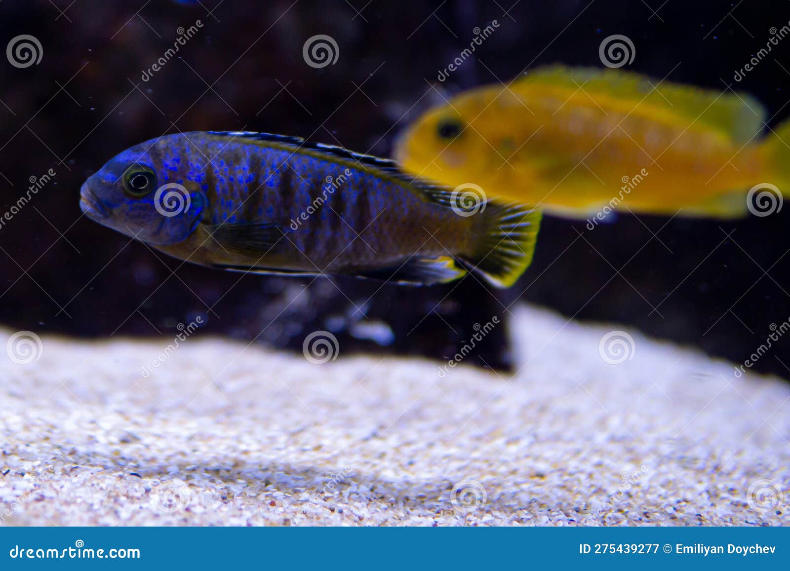 Pseudotropeus saulosi stock image. Image of mbuna, yellow - 275439277
