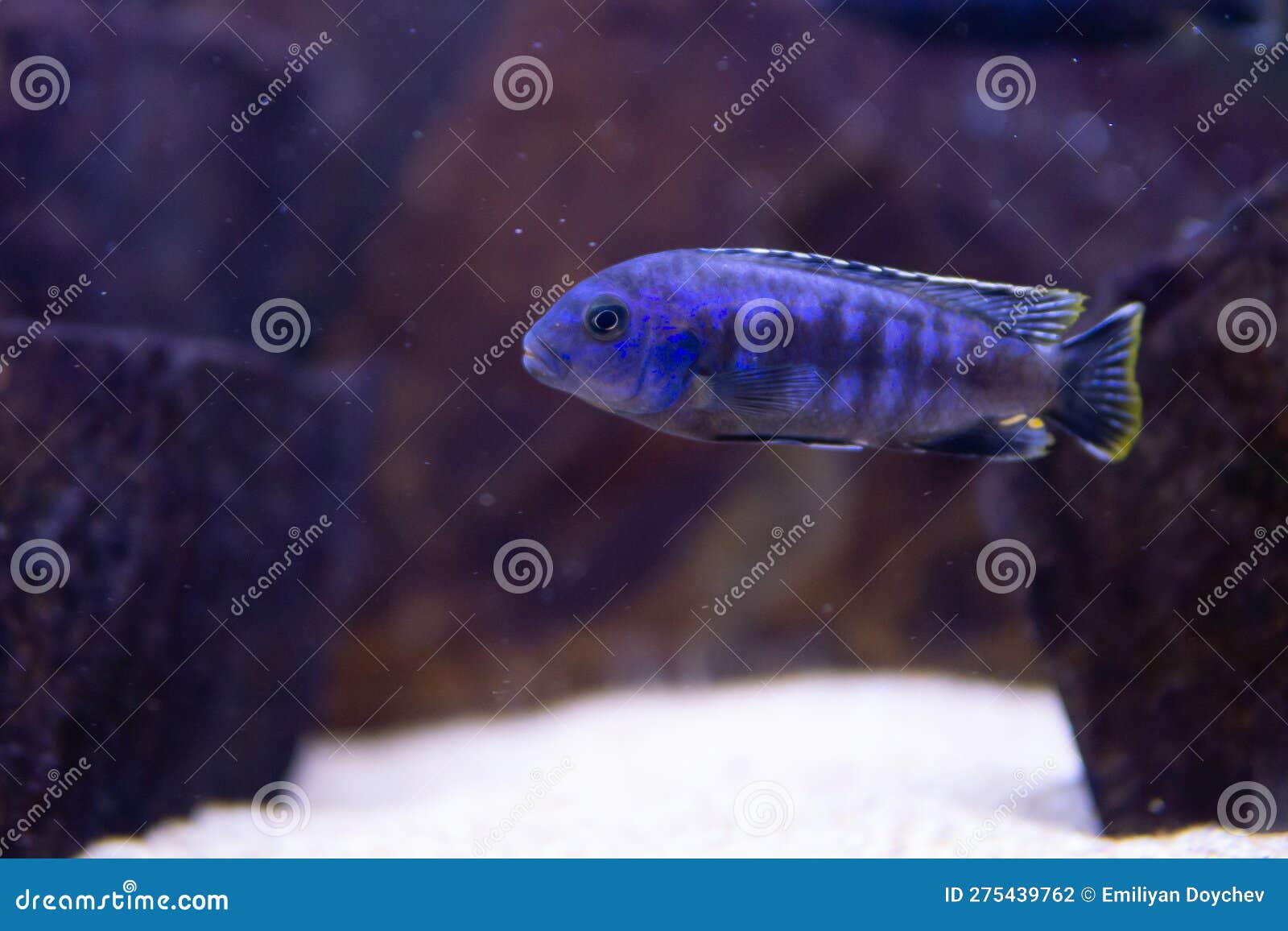 Pseudotropeus saulosi stock photo. Image of lake, mbuna - 275439762
