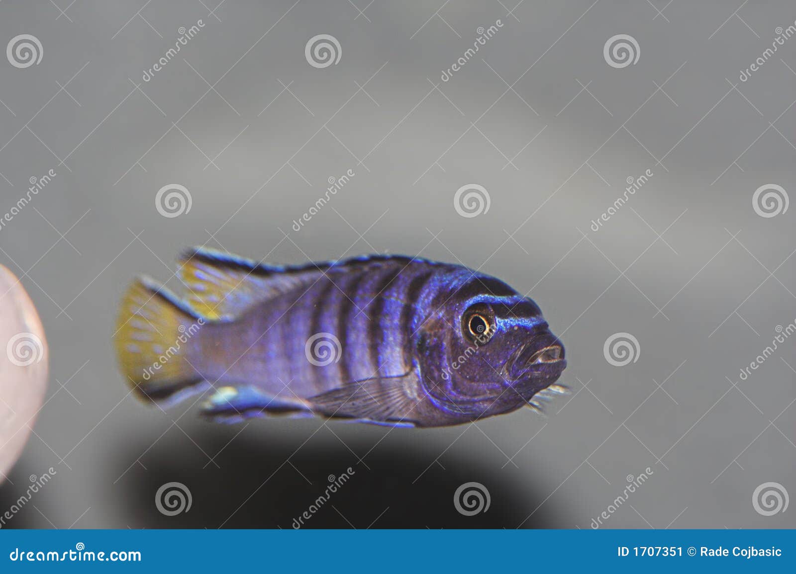Pseudotropheus Elongatus Mpanga Stock Image - Image of african, tank ...