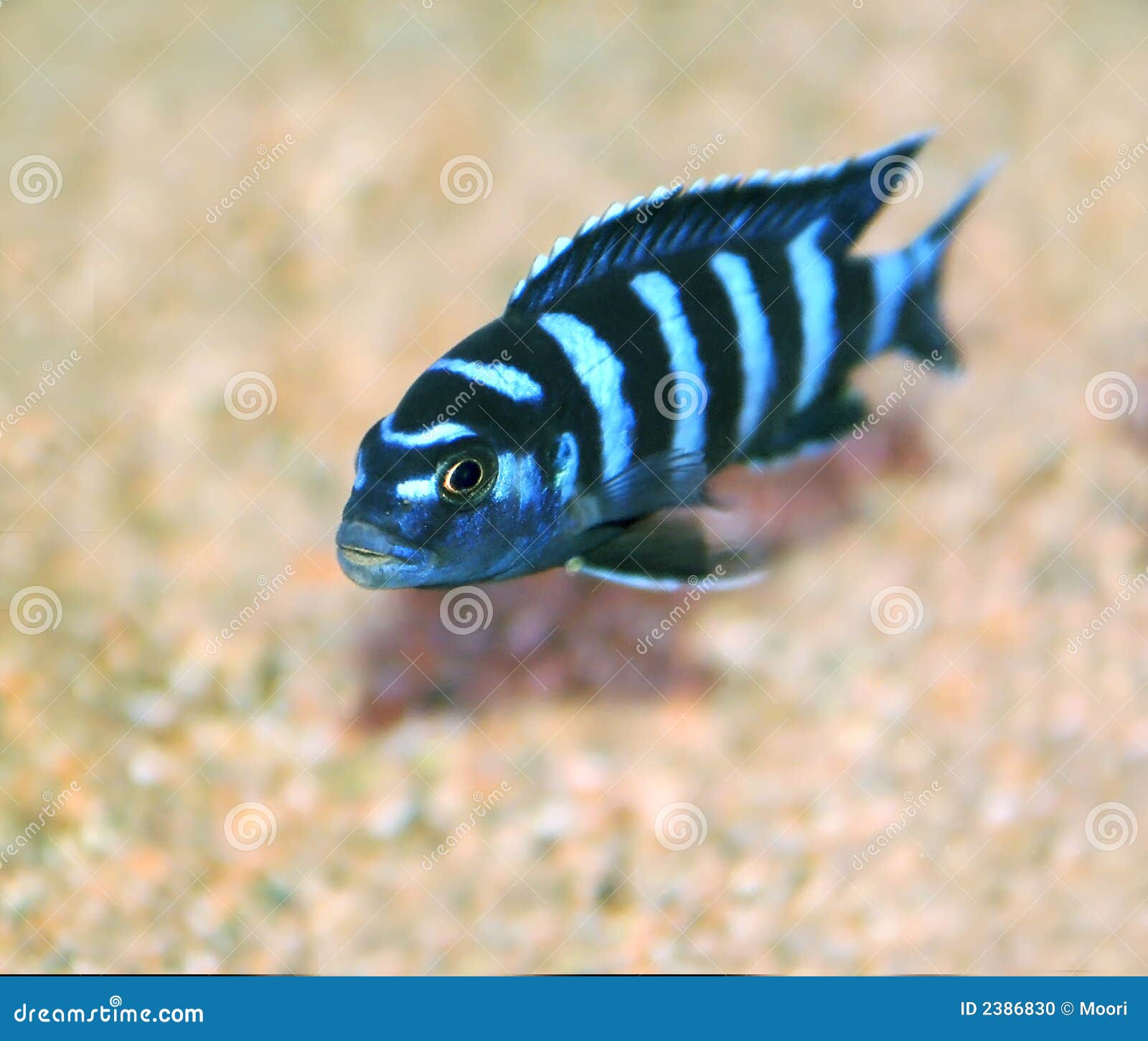 Pseudotrophues demasoni stock photo. Image of tank, aquarium - 2386830