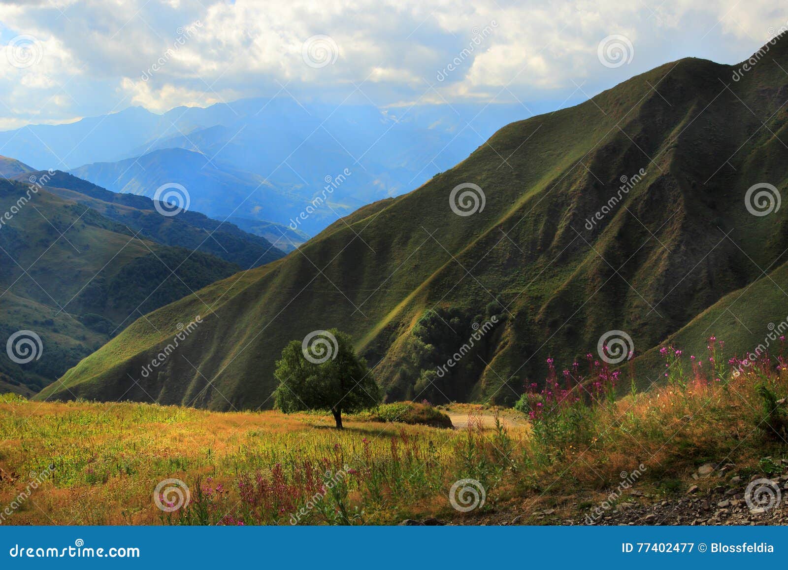 Pshavi region, Georgia stock image. Image of region, tree - 77402477