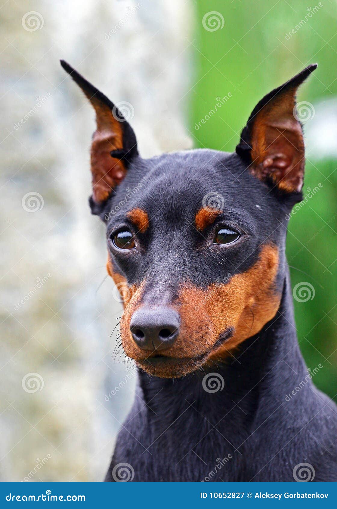 Psi doberman portret obraz stock. Obraz złożonej z lyme - 10652827