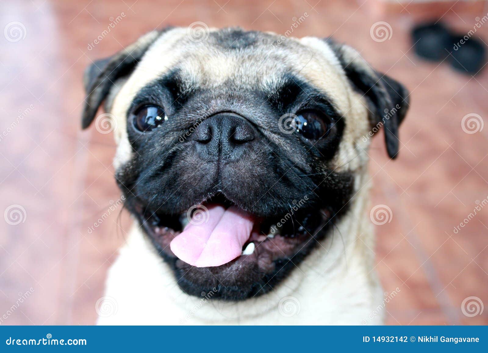 Psi mops zdjęcie stock. Obraz złożonej z szczeniak, mały - 14932142