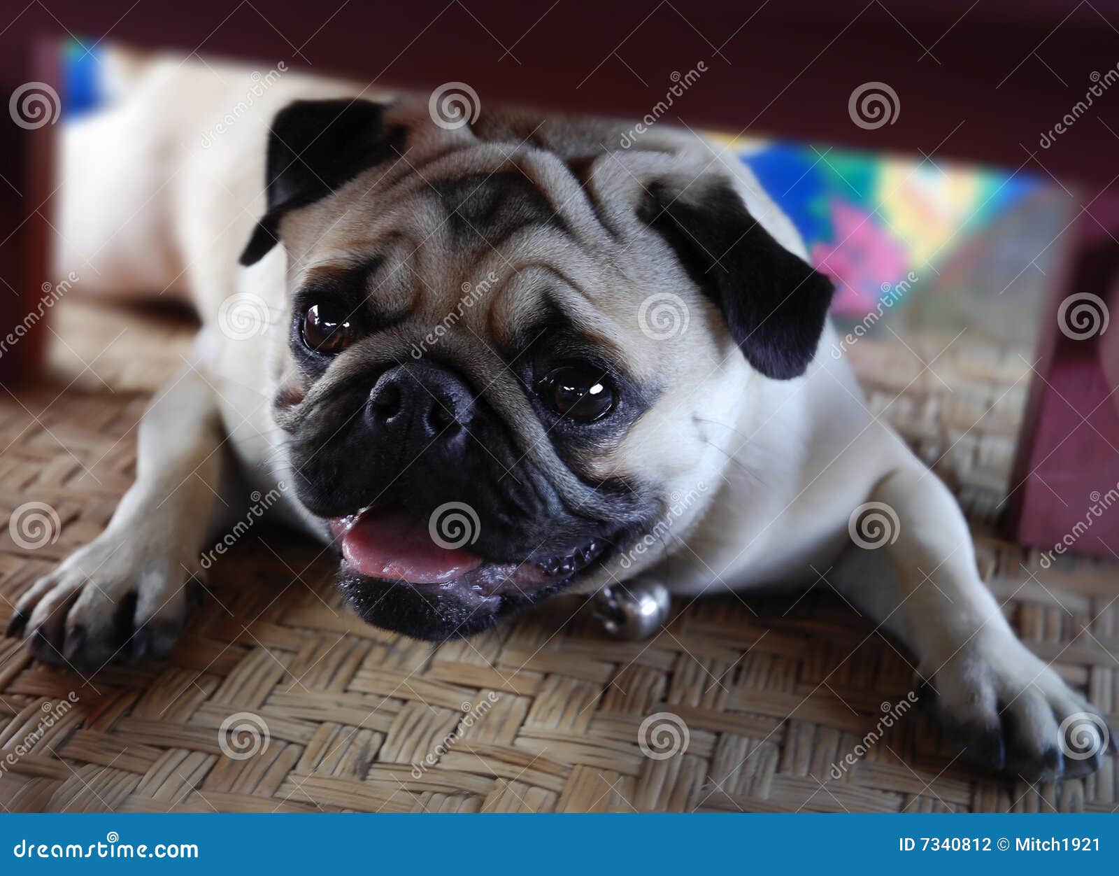 Psi mops zdjęcie stock. Obraz złożonej z depressant, uroczy - 7340812