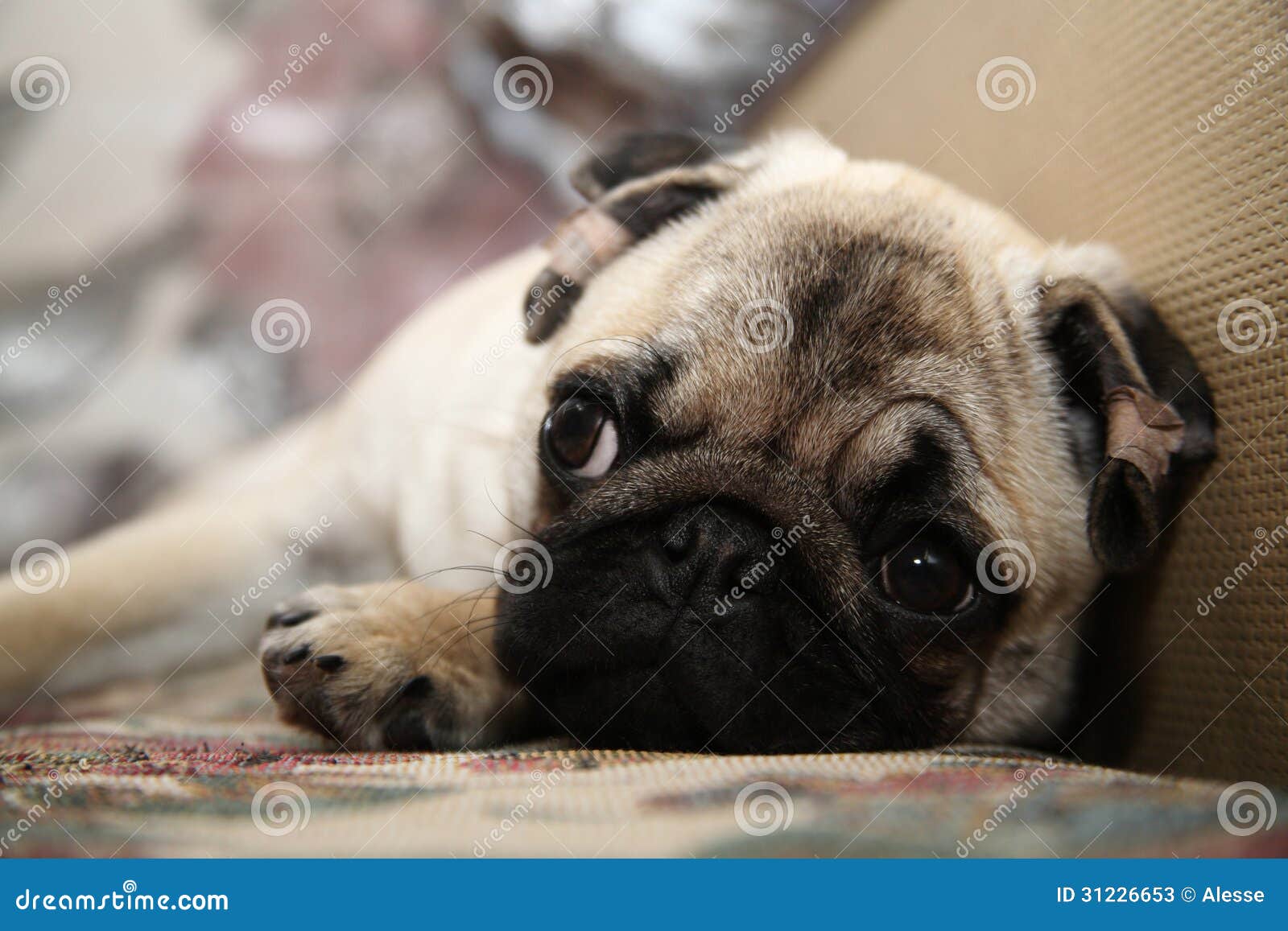 Psi Mops, Szczeniak Zdjęcia Stock - Obraz: 31226653