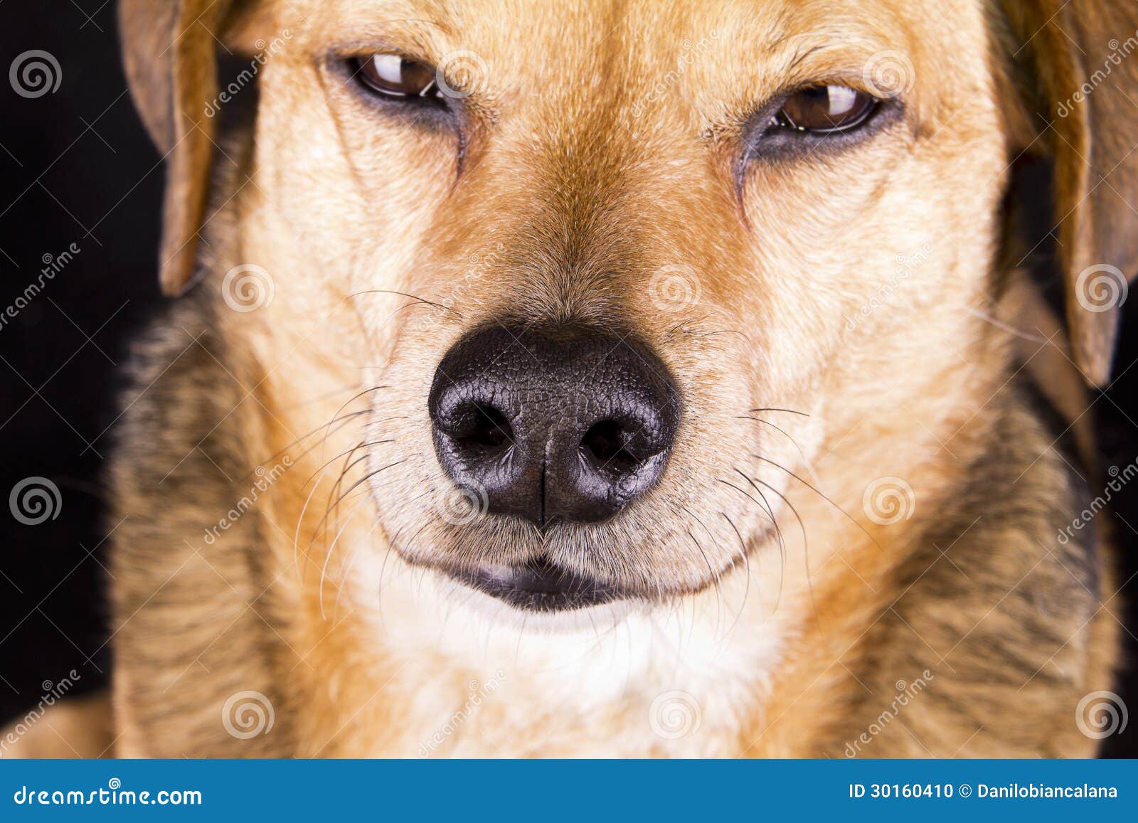 Psi nos zdjęcie stock. Obraz złożonej z tło, prosty, odpoczynek - 30160410