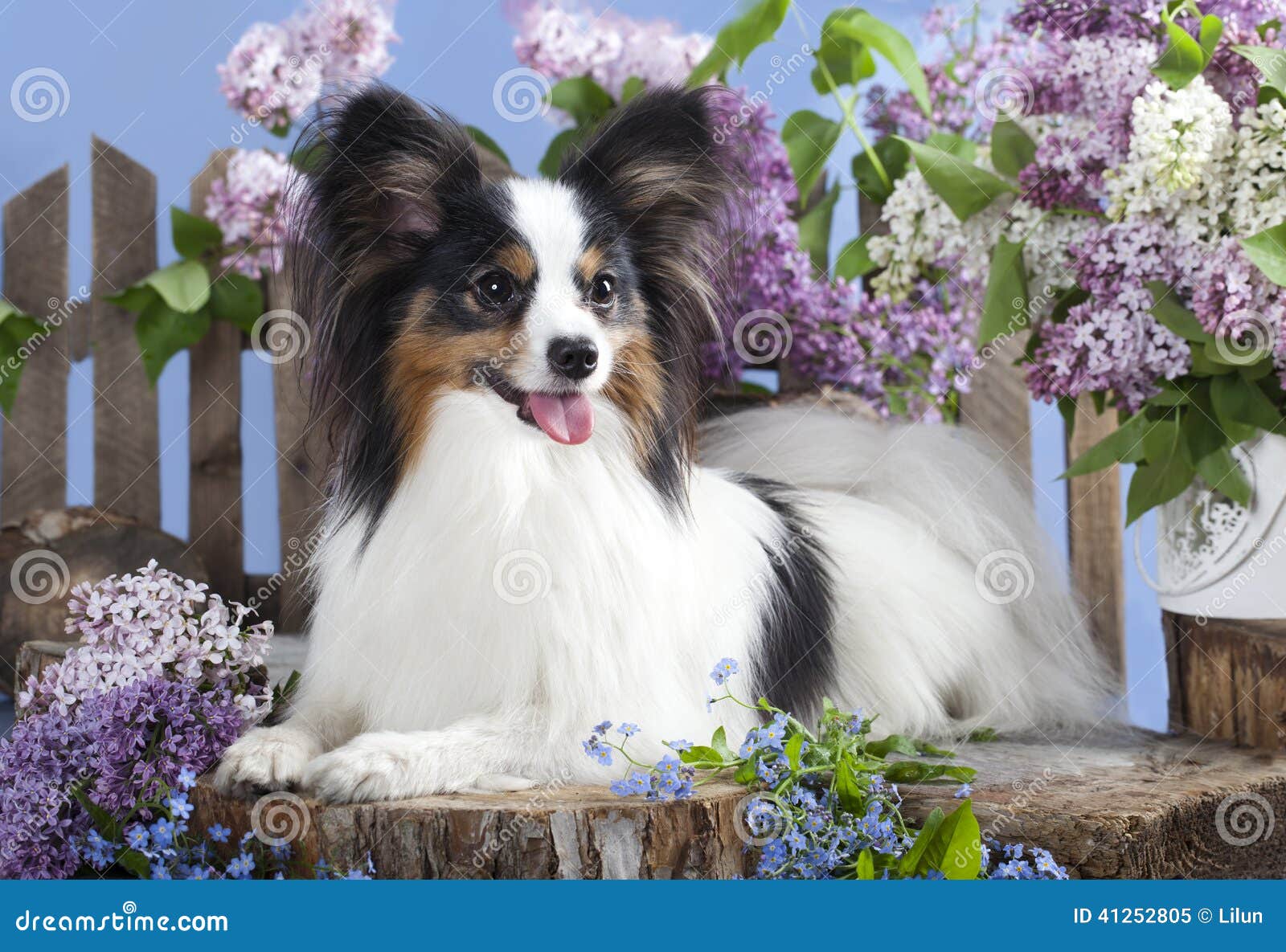 Psi papillon obraz stock. Obraz złożonej z kieł, bukiet - 41252805