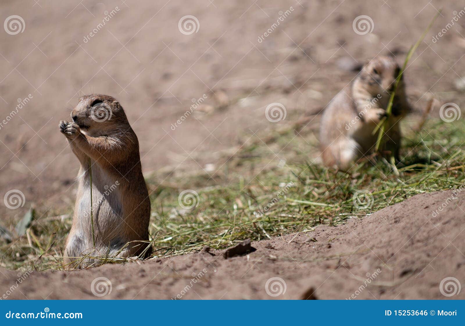 Psia preria zdjęcie stock. Obraz złożonej z portret, preria - 15253646
