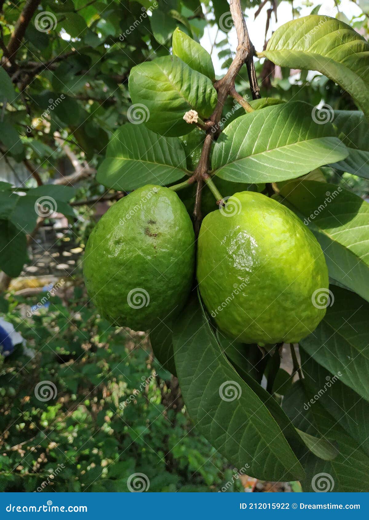 Psidium guajava fruit stock photo. Image of fruit, guajava - 212015922