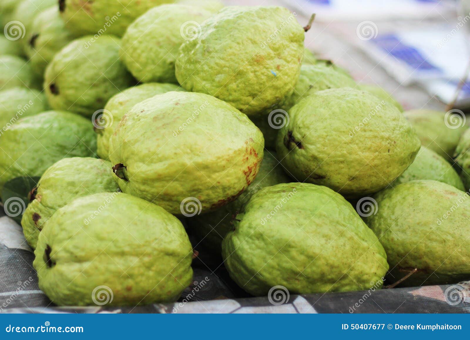 Psidium Guajava Green Guava Stock Image - Image of exotic, beauty: 50407677