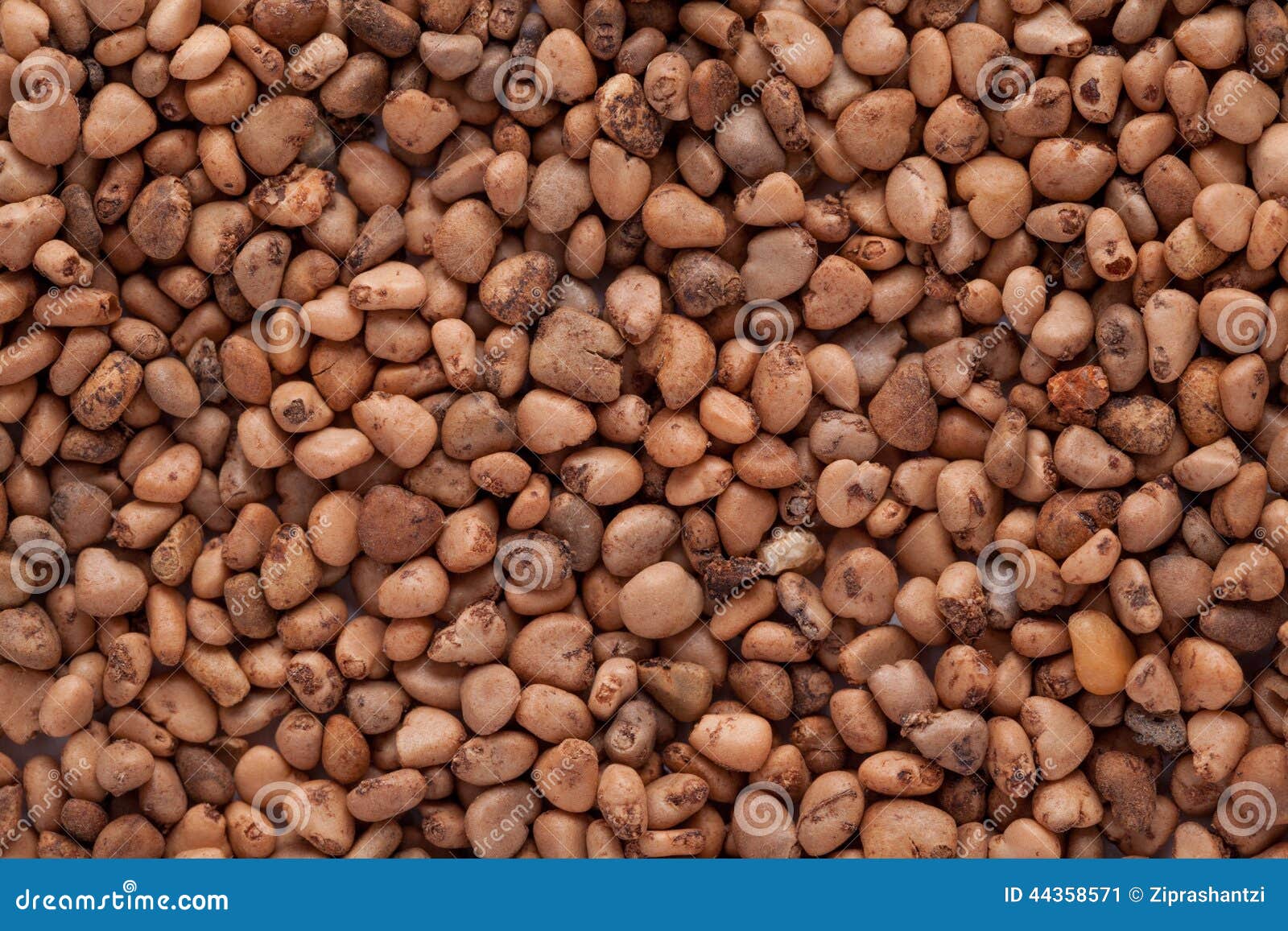 Psidium guajava (guava) stock image. Image of herbs, psidium - 44358571