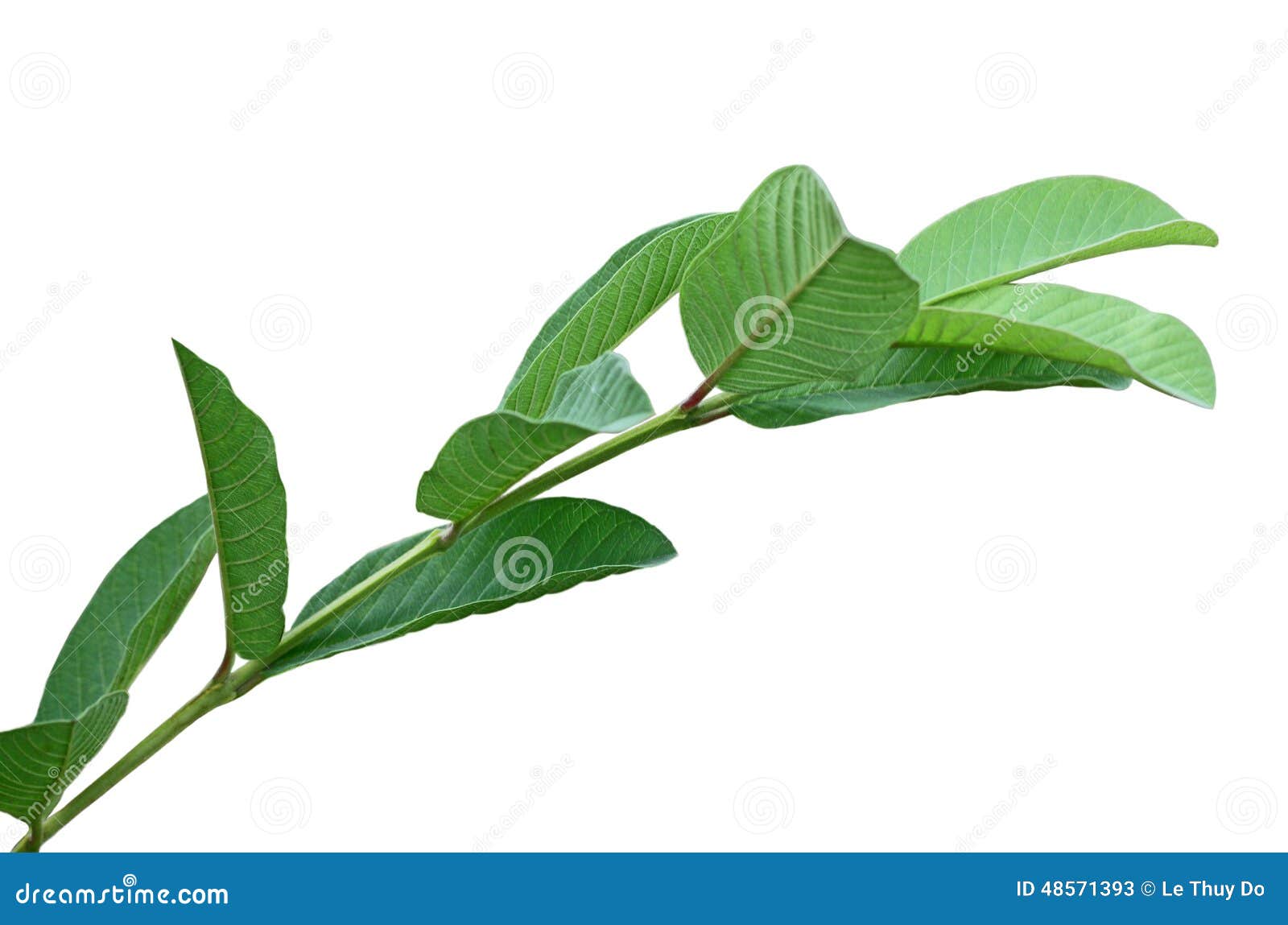 Psidium guajava Leaf stock image. Image of background - 48571393