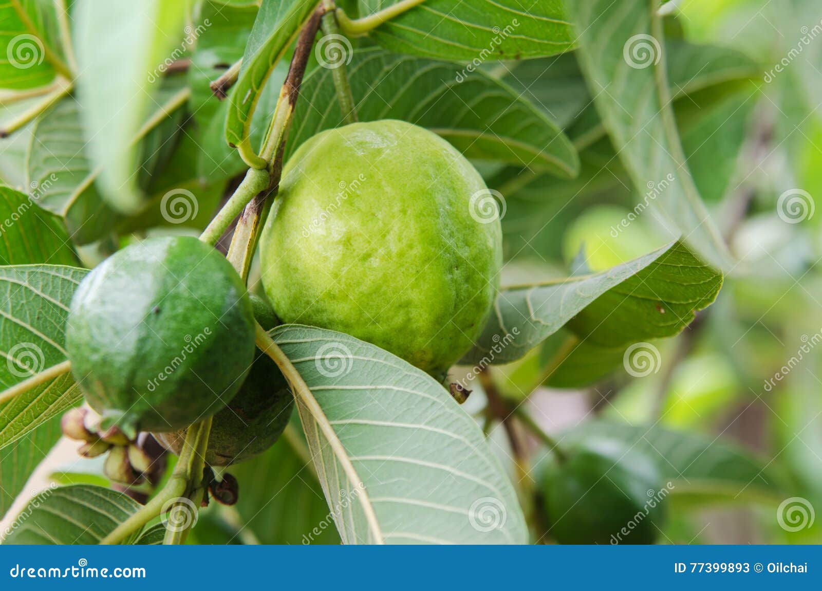 Psidium guajava Linn stock image. Image of intact, tasty - 77399893