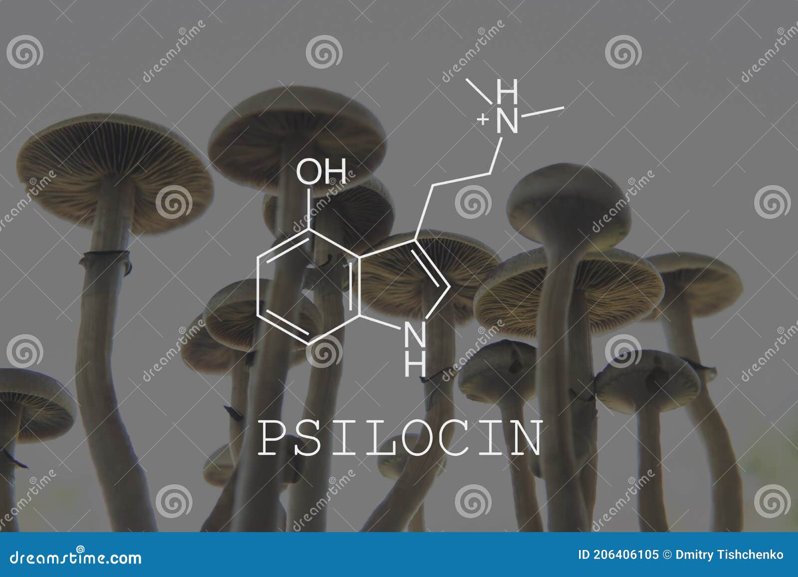 Psilocin Psychedelic Formula. Psychoactive Natural Drug Stock Image ... Psilocin Psychedelic Formula. Psychoactive Natural Drug Stock Image ...