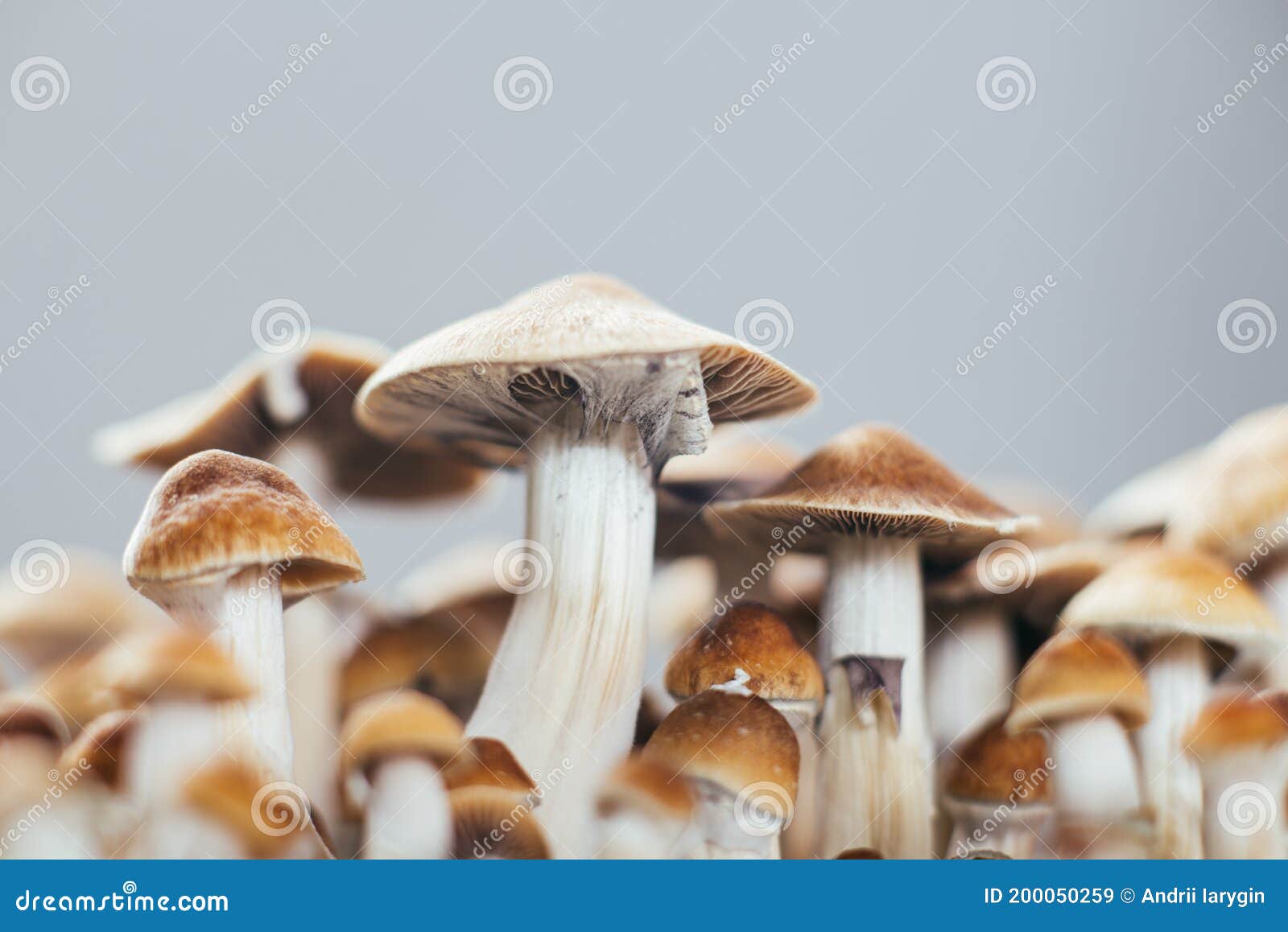 Psilocybe Cubensis stock image. Image of psilocin, fungus - 200050259