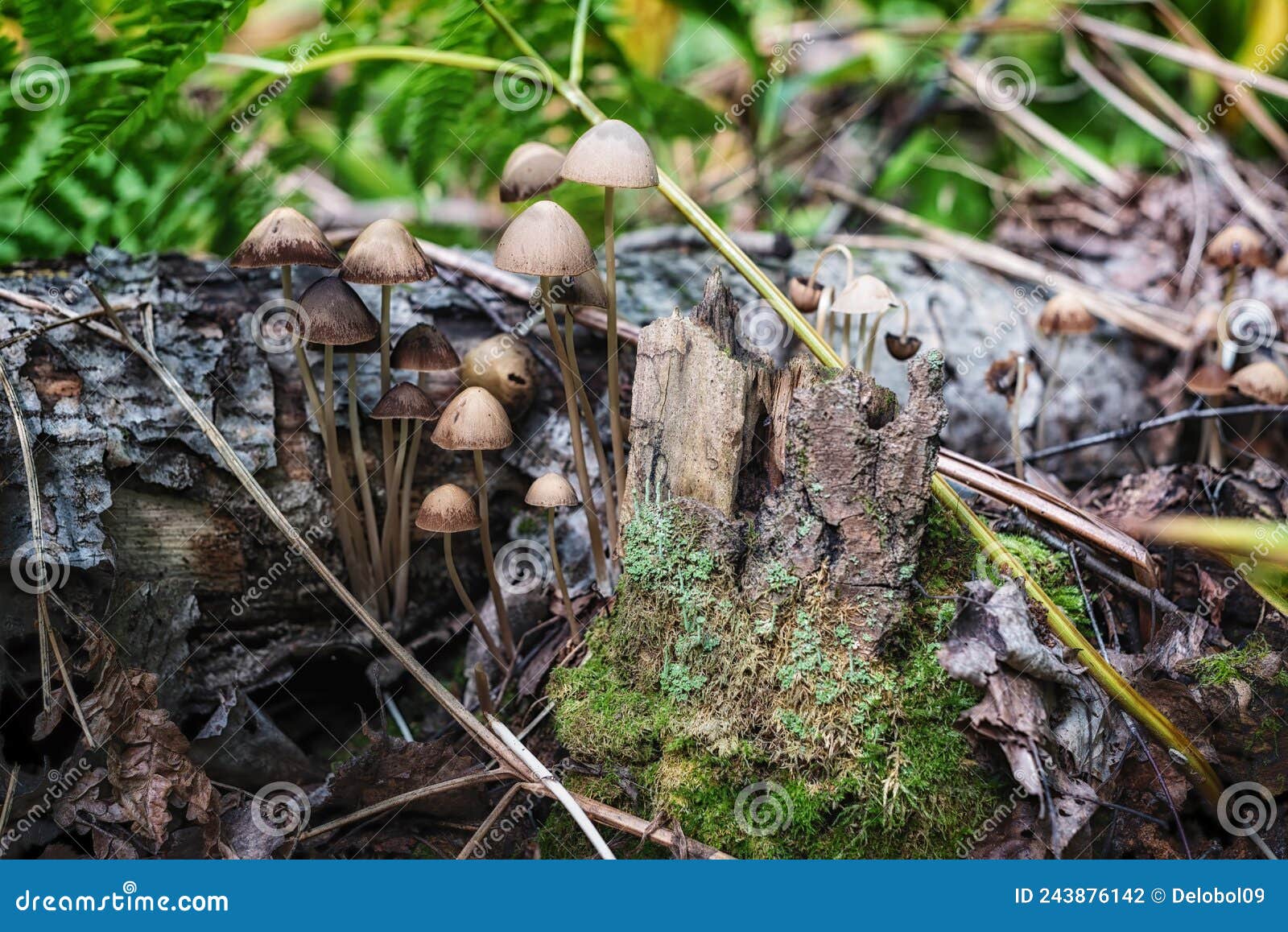 Psilocybin Hallucinogenic Mushroom in the Forest, Background. Stock ...