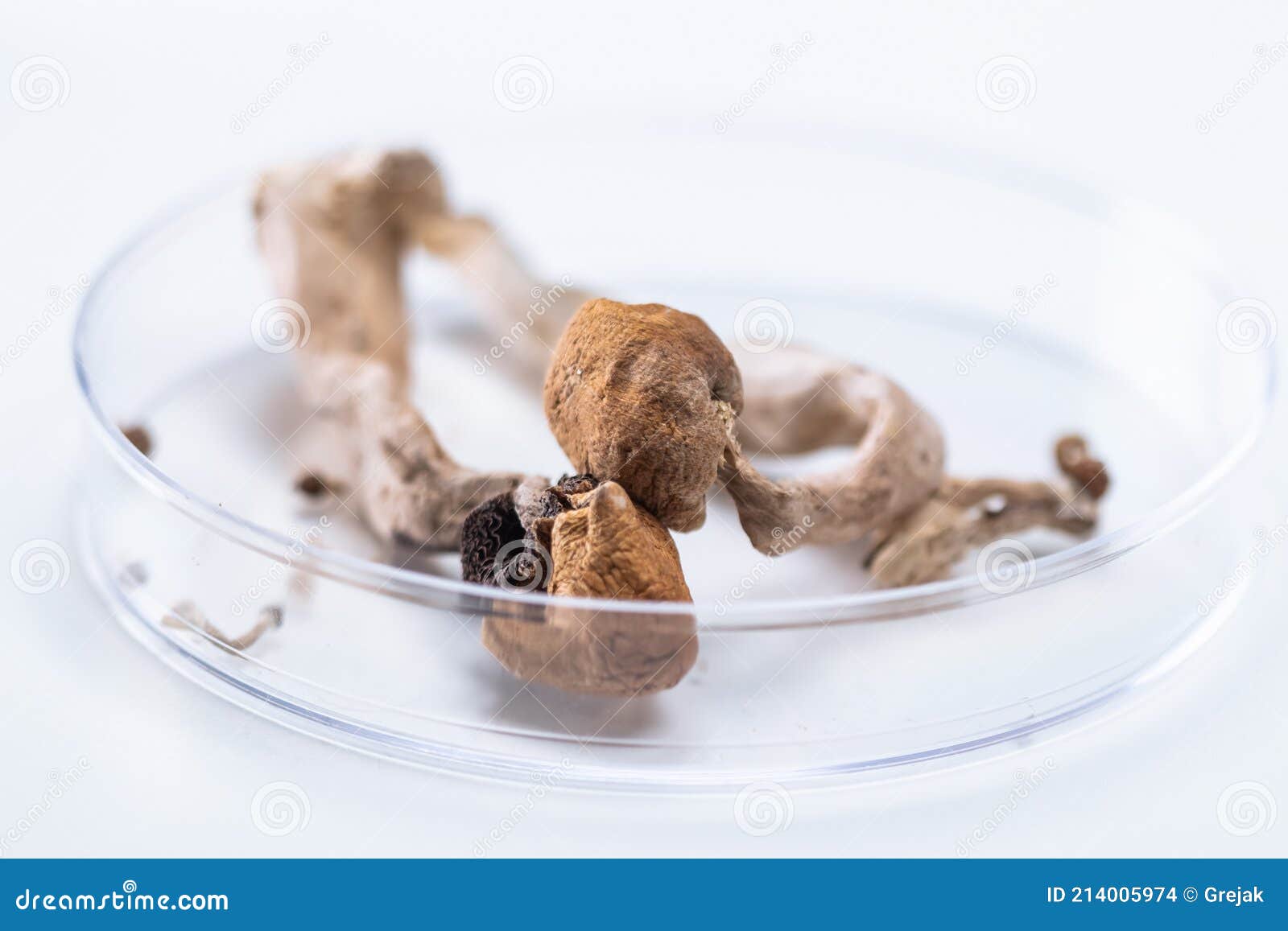 Psilocybin and Magic Mushrooms Stock Photo - Image of cubensis ...
