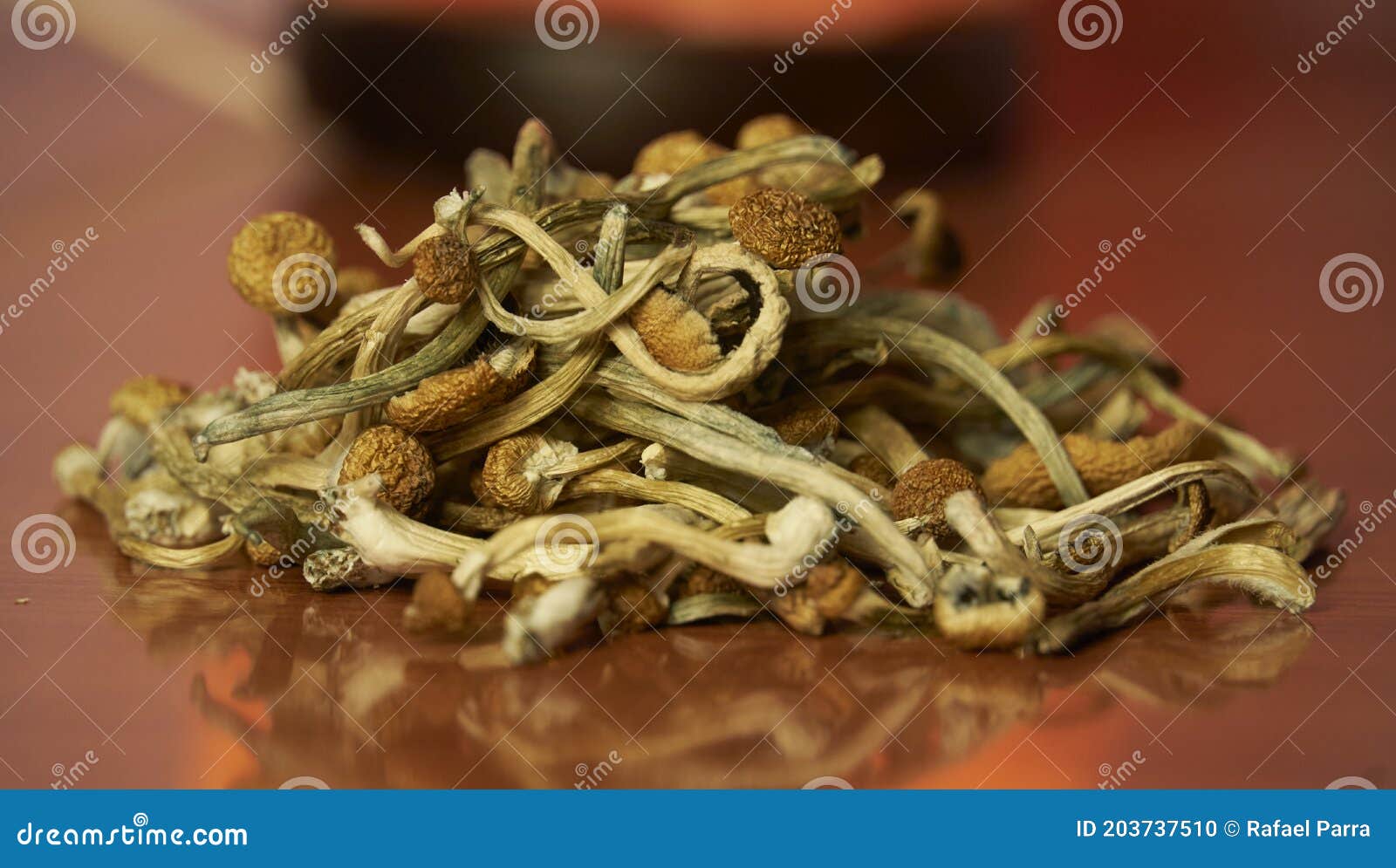 Psilocybin Mushrooms stock photo. Image of spirituality - 203737510