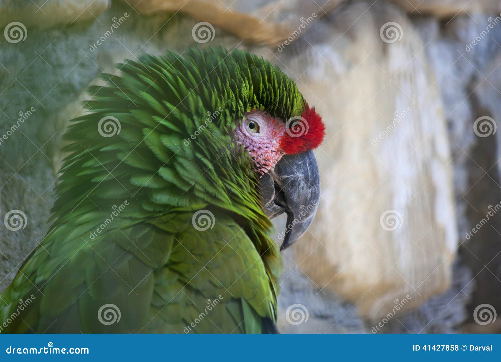 Psittaciformes stock photo. Image of areas, life, nature - 41427858