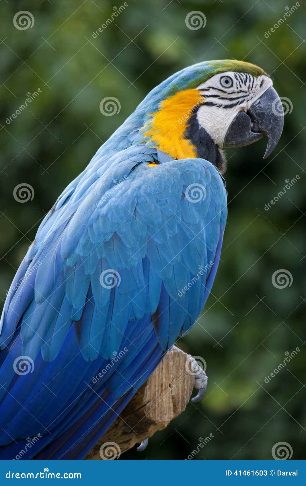Psittaciformes stock image. Image of life, habitats, animals - 41461603