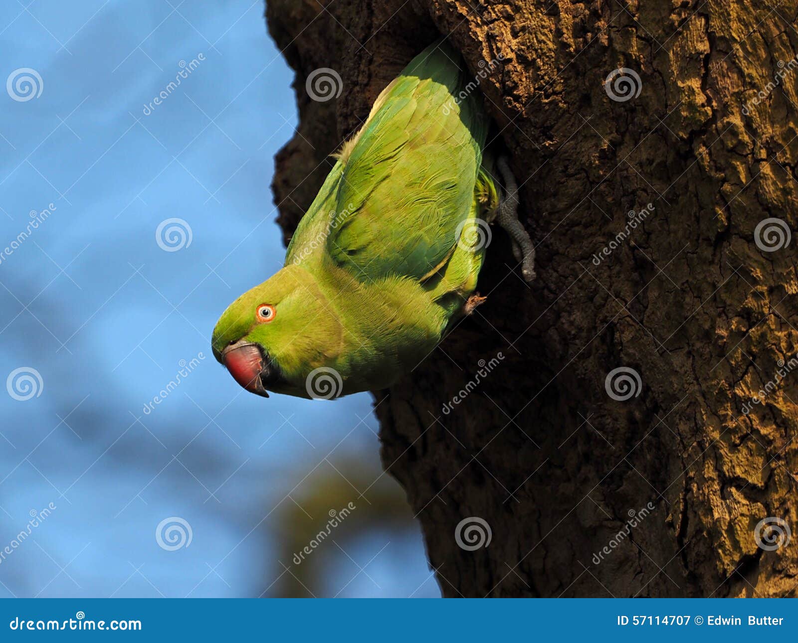 Psittacula krameri stock image. Image of india, rajasthan - 57114707