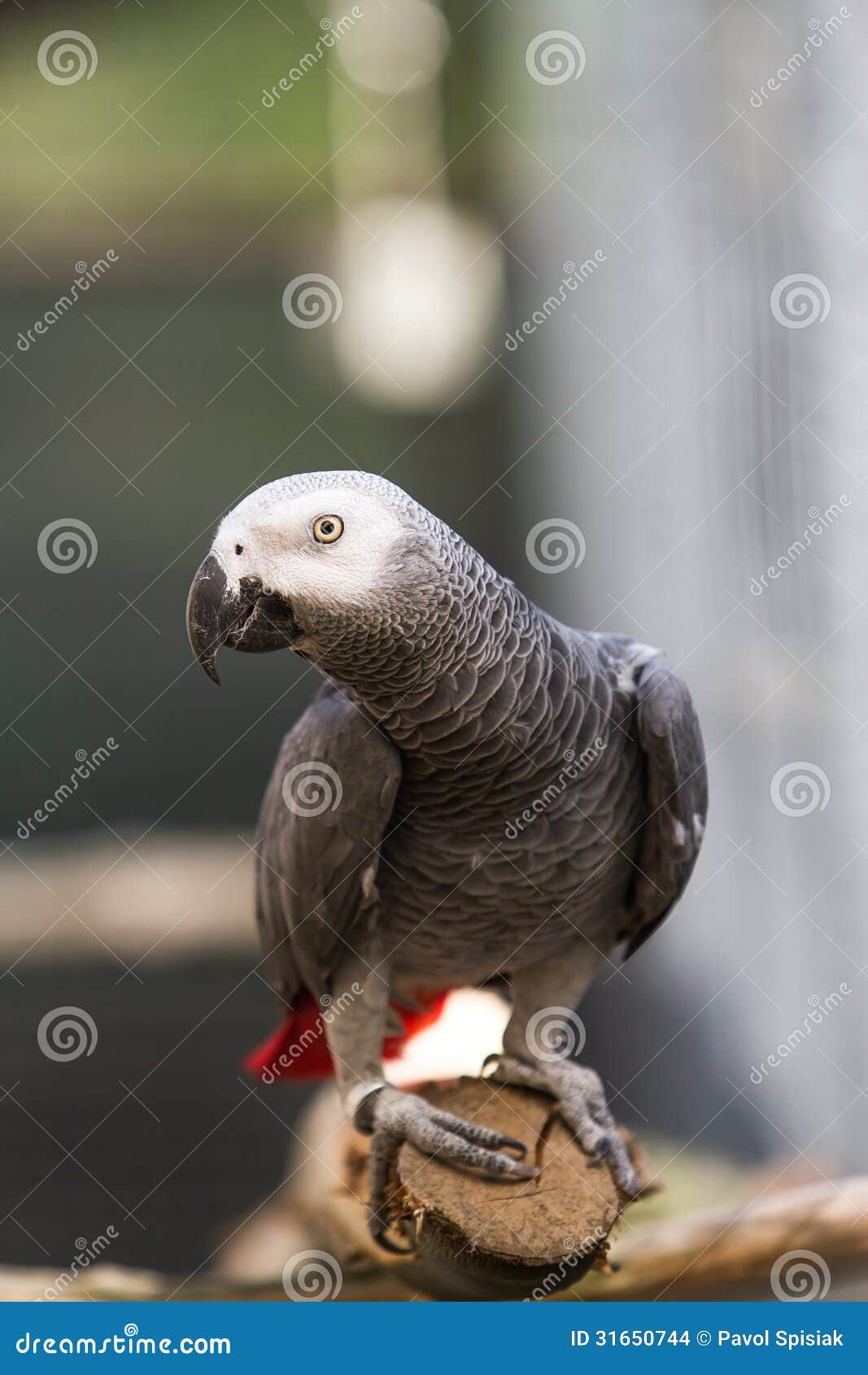 Psittacus erithacus. stock photo. Image of natural, gazing - 31650744