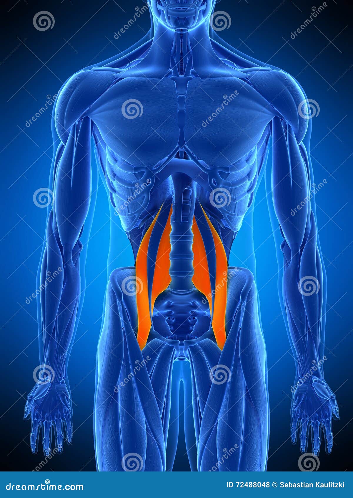 The psoas major stock illustration. Illustration of body - 72488048