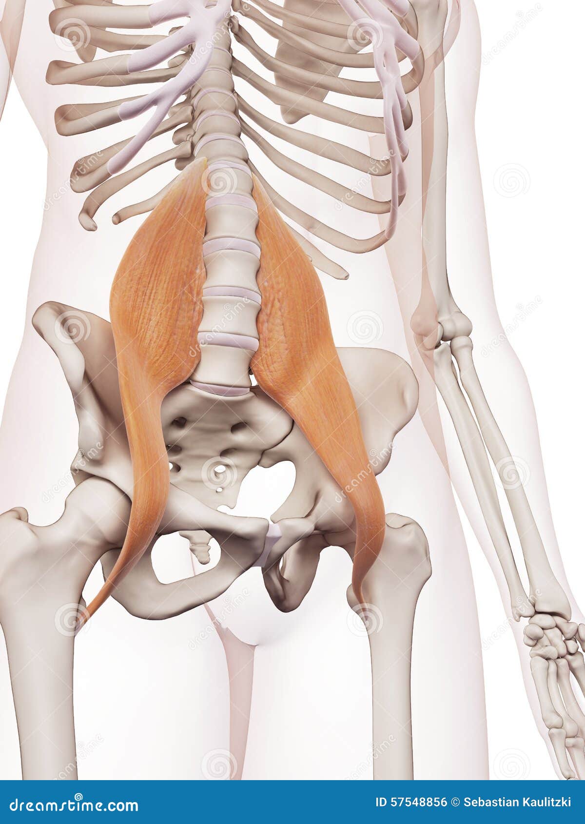 The Psoas Major Royalty-Free Cartoon | CartoonDealer.com #72488048