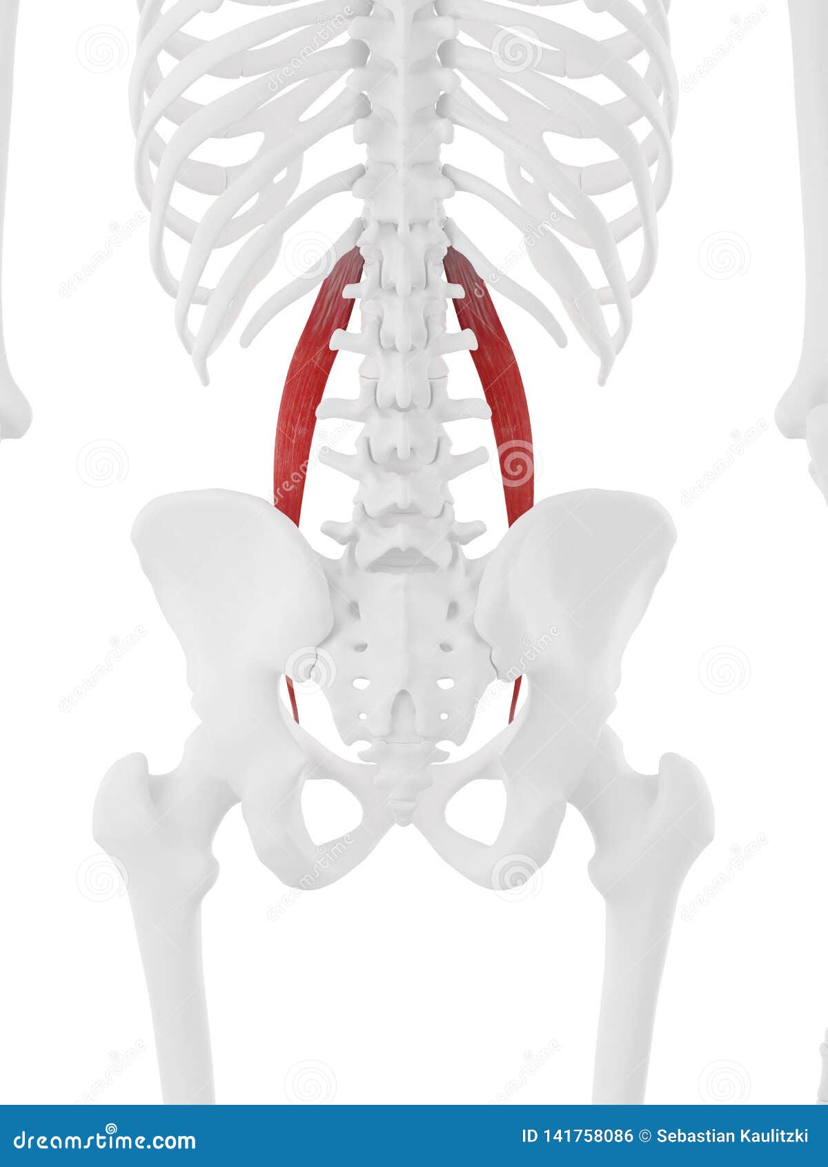 The Psoas Minor stock illustration. Illustration of anatomical - 141758086