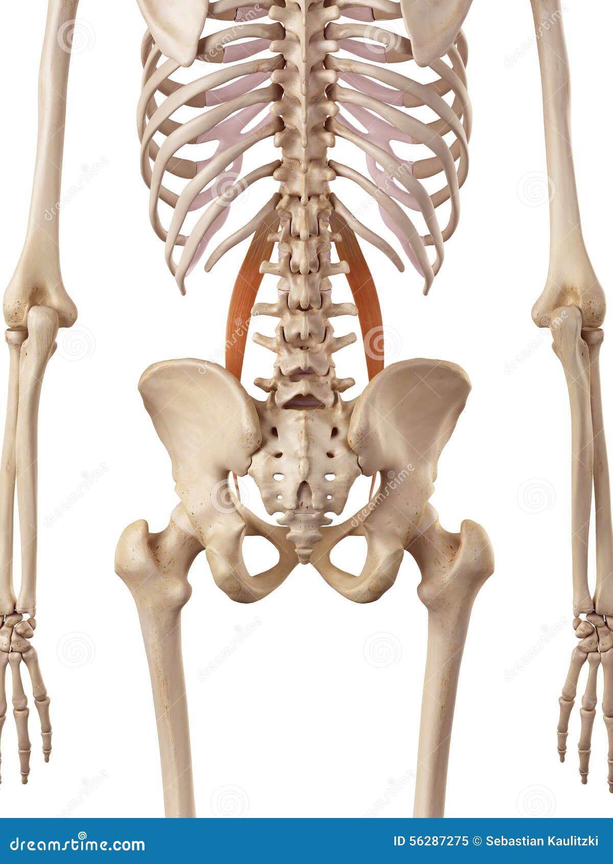 The psoas minor stock illustration. Illustration of muscle - 56287275