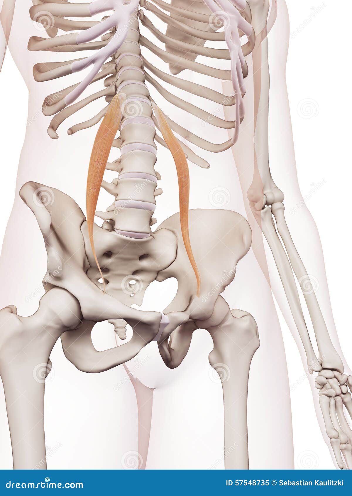 Human Psoas Minor Muscles On Skeleton Royalty-Free Illustration ...