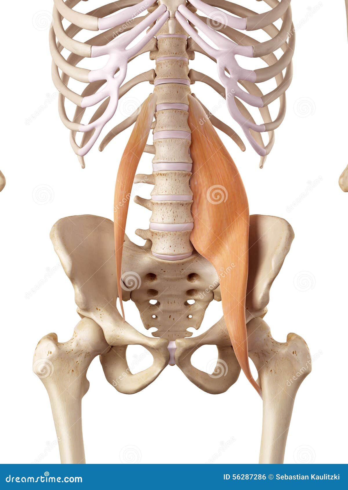 The psoas muscles stock illustration. Illustration of major - 56287286