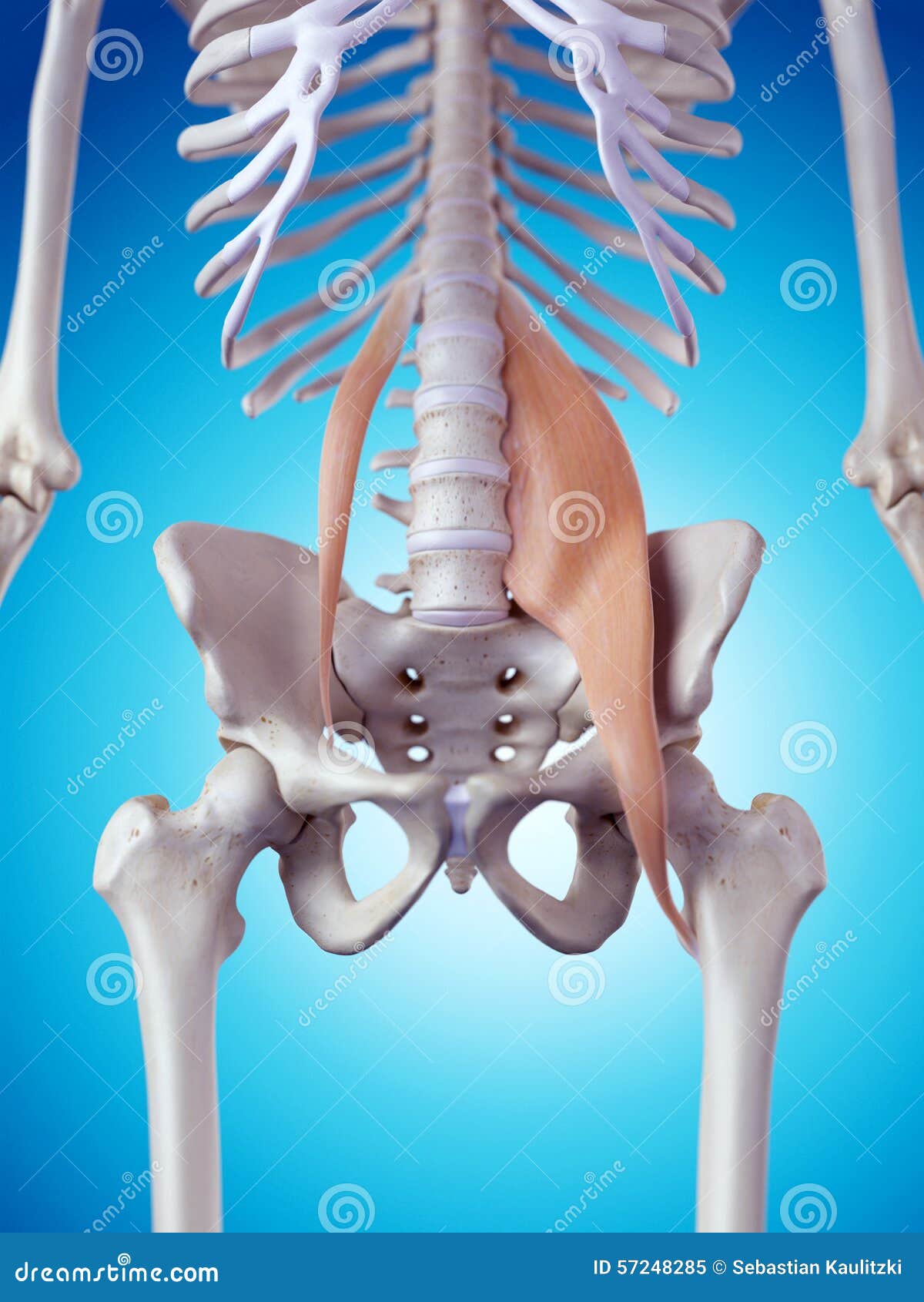 The psoas muscles stock illustration. Illustration of pelvis - 57248285
