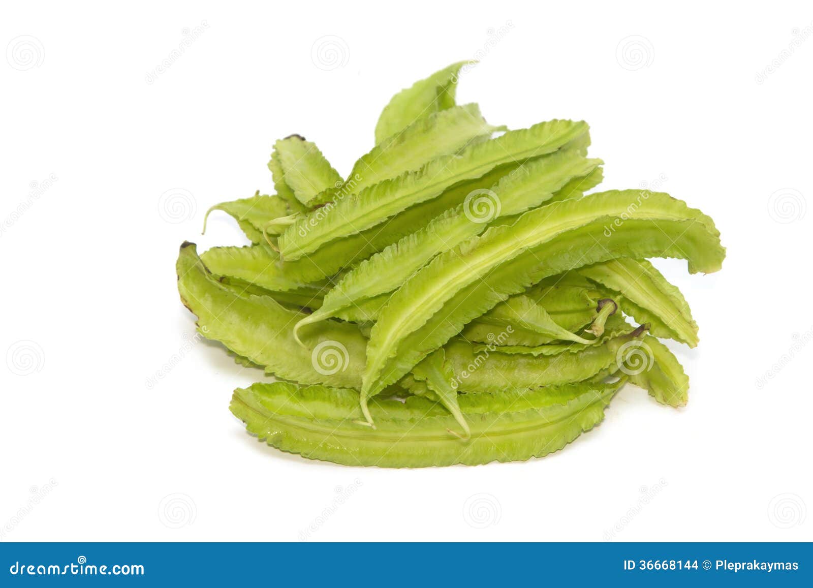 ,Psophocarpus Tetragonolobus Stock Photography | CartoonDealer.com ...