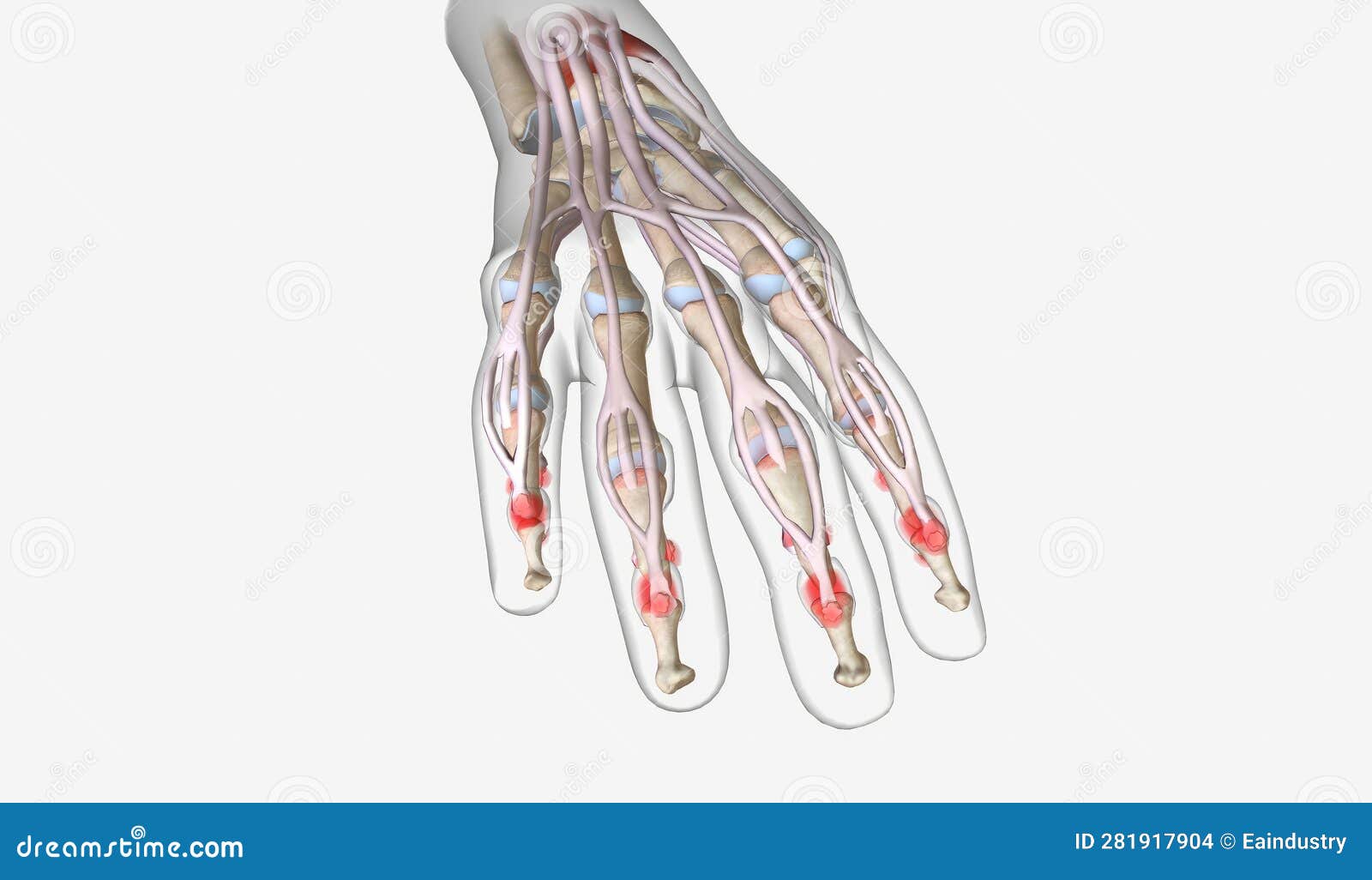 Hand Joints Stock Photography | CartoonDealer.com #49323338