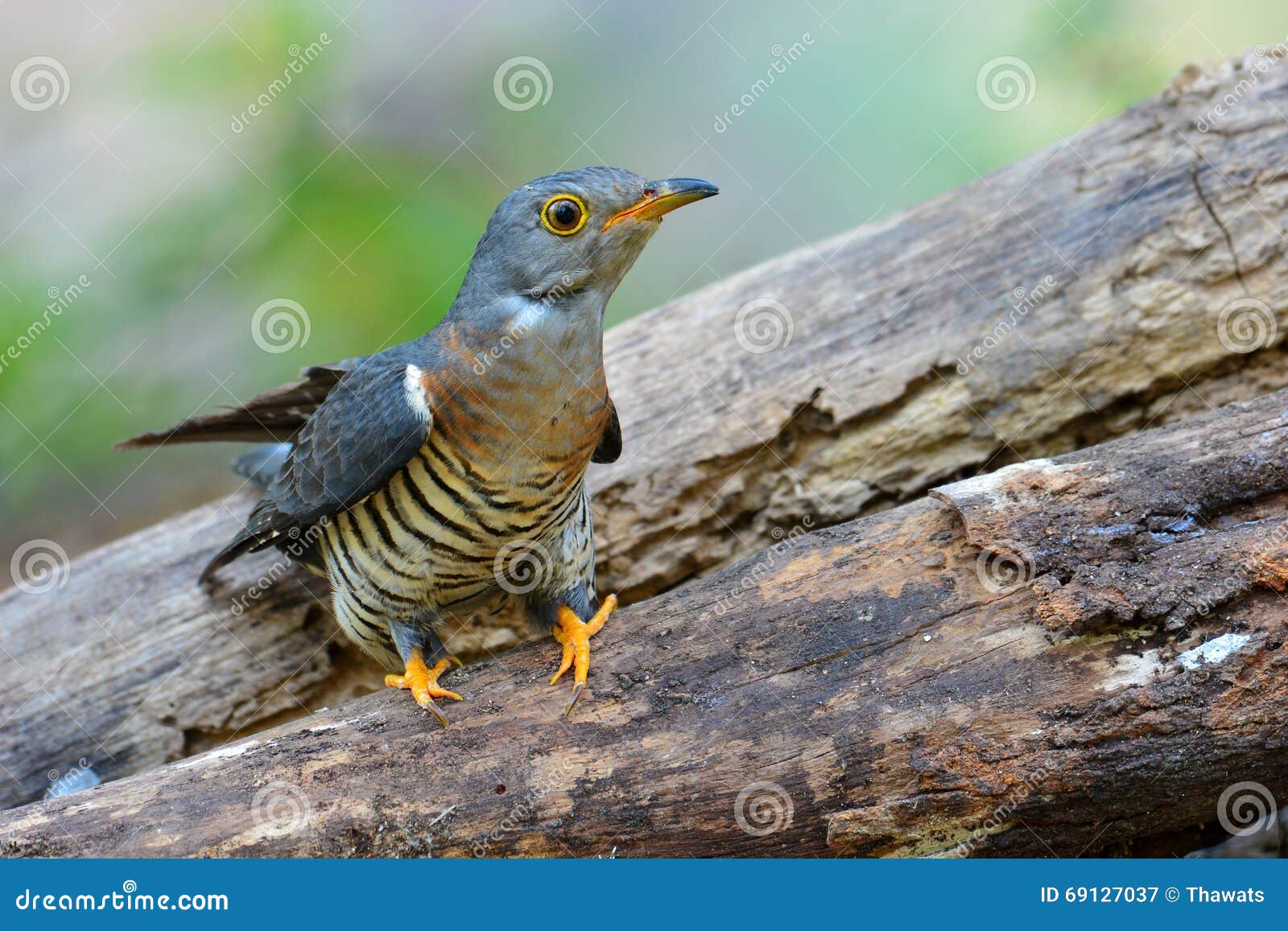 Pássaro Indiano Do Cuco Foto de Stock - Imagem: 69127037
