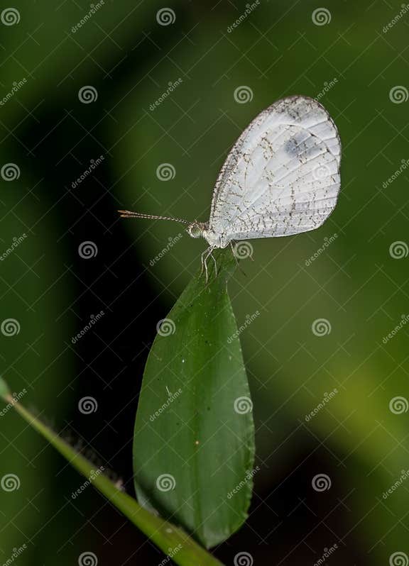 Psyche Butterfly stock photo. Image of hecabe, flower - 79102928