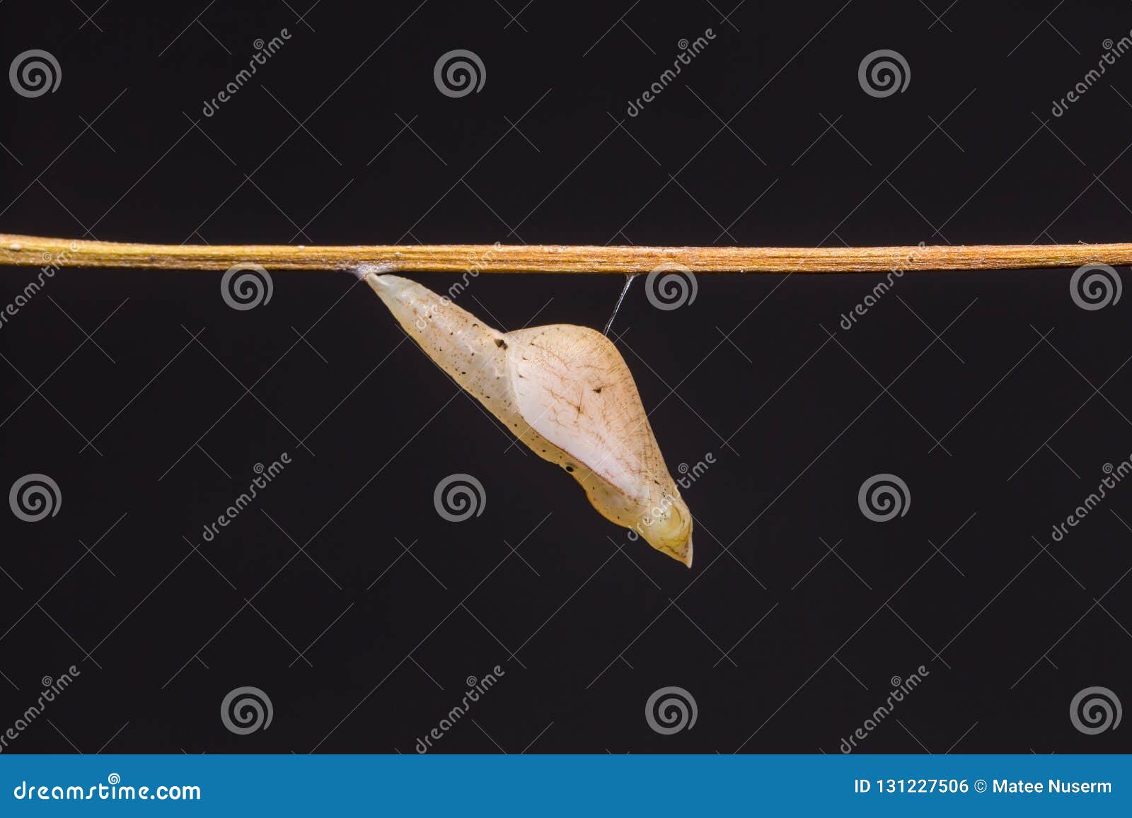 The Psyche pupa stock photo. Image of path, chrysalis - 131227506