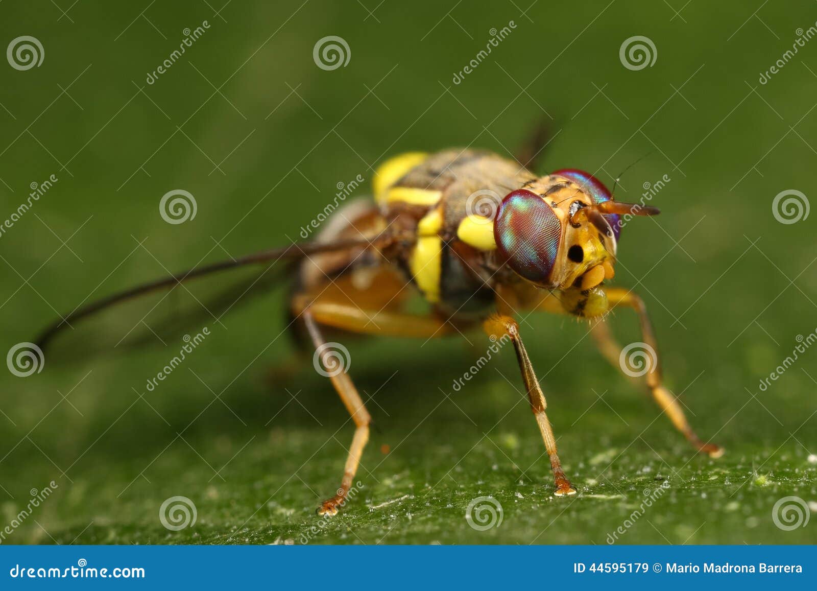 Psychedelic eyes stock image. Image of strange, uncommon - 44595179