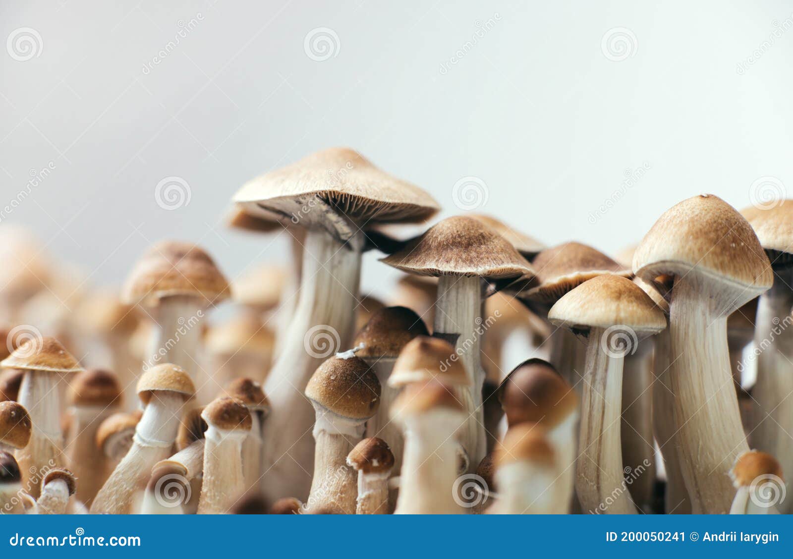 Magic Mushrooms. Psilocybin Cubensis. Home Mushroom Cultivation Stock ...