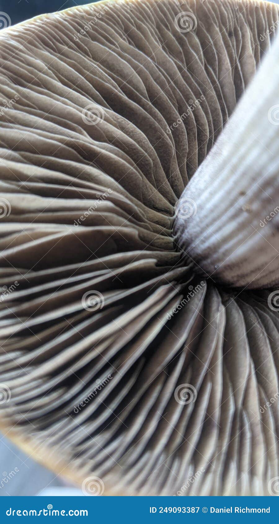 Large Magic Mushroom Cap stock image. Image of small - 249093387