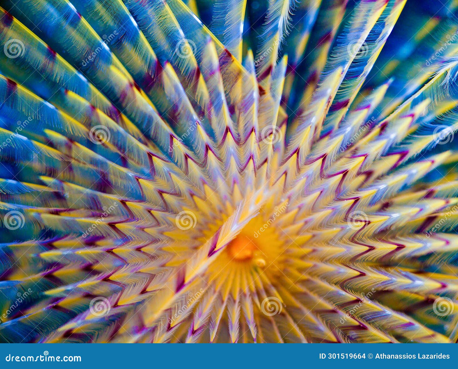 Peacock Worm, Sabella Pavonina. Flame Shell Point. Loch Carron ...
