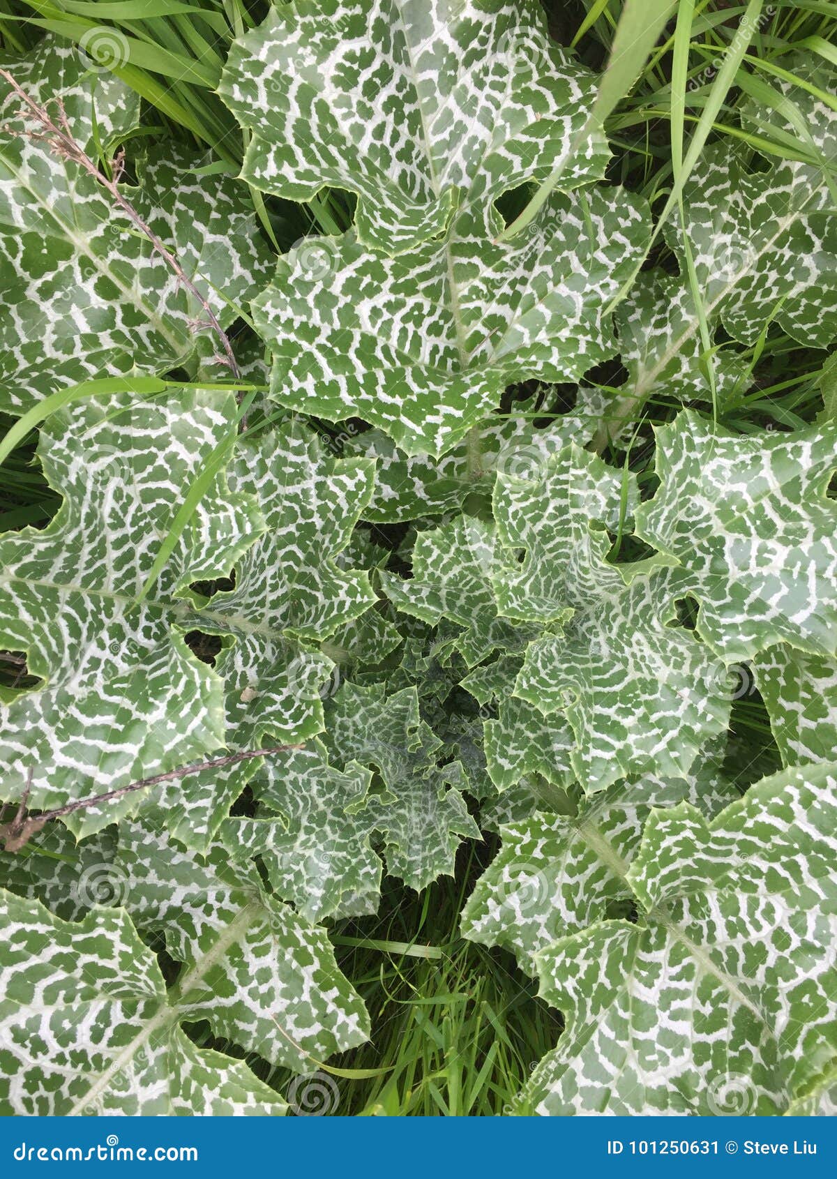 Psychedelic Patterns in Nature Stock Image - Image of weeds ...