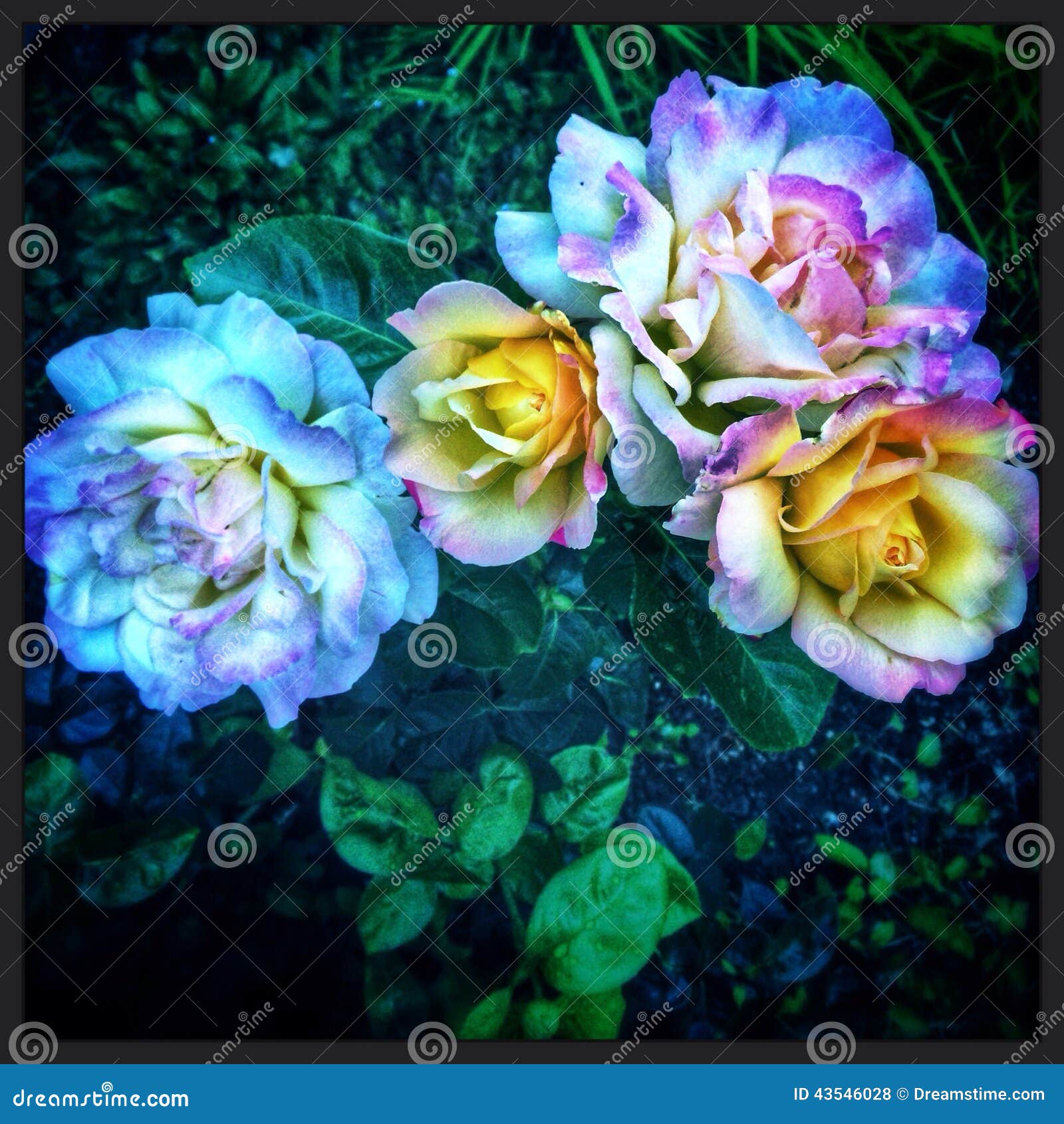 Psychedelic roses stock photo. Image of colourful, multicoloured - 43546028