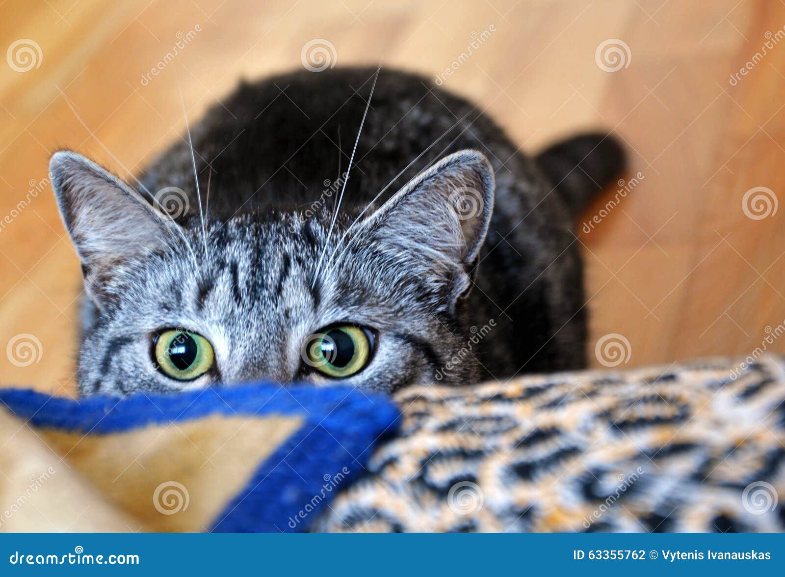 Psycho cat 2 stock photo. Image of wide, aggressive, beautiful - 63355762