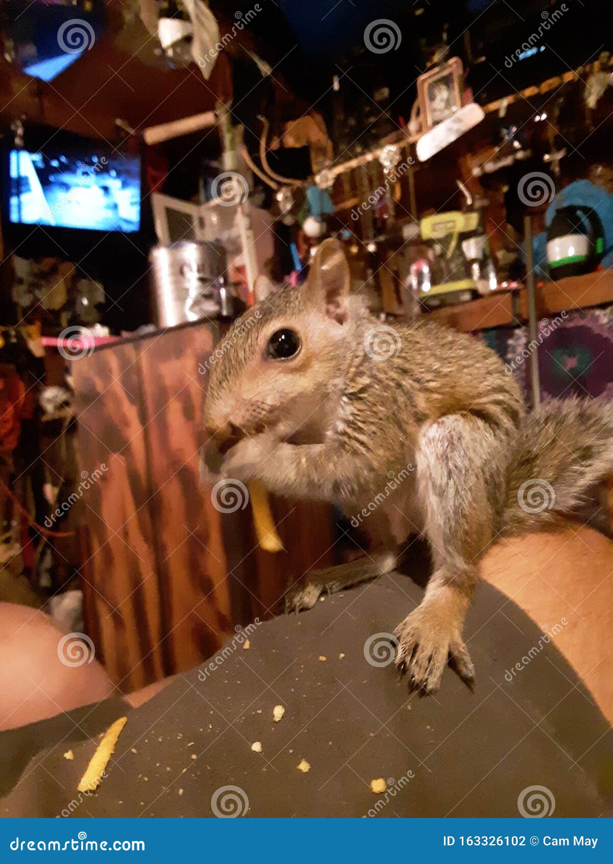 Psycho Sully the Man Eating Squirrel Monroe NC Stock Photo - Image of ...